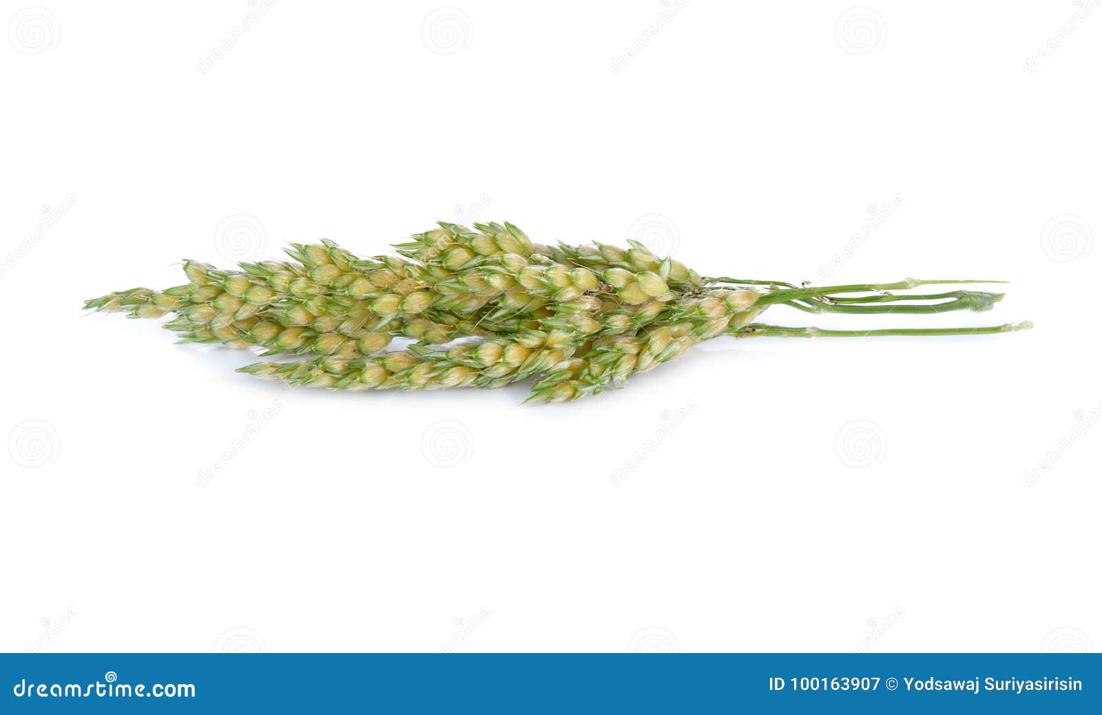 Millet on white background stock image. Image of closeup - 100163907
