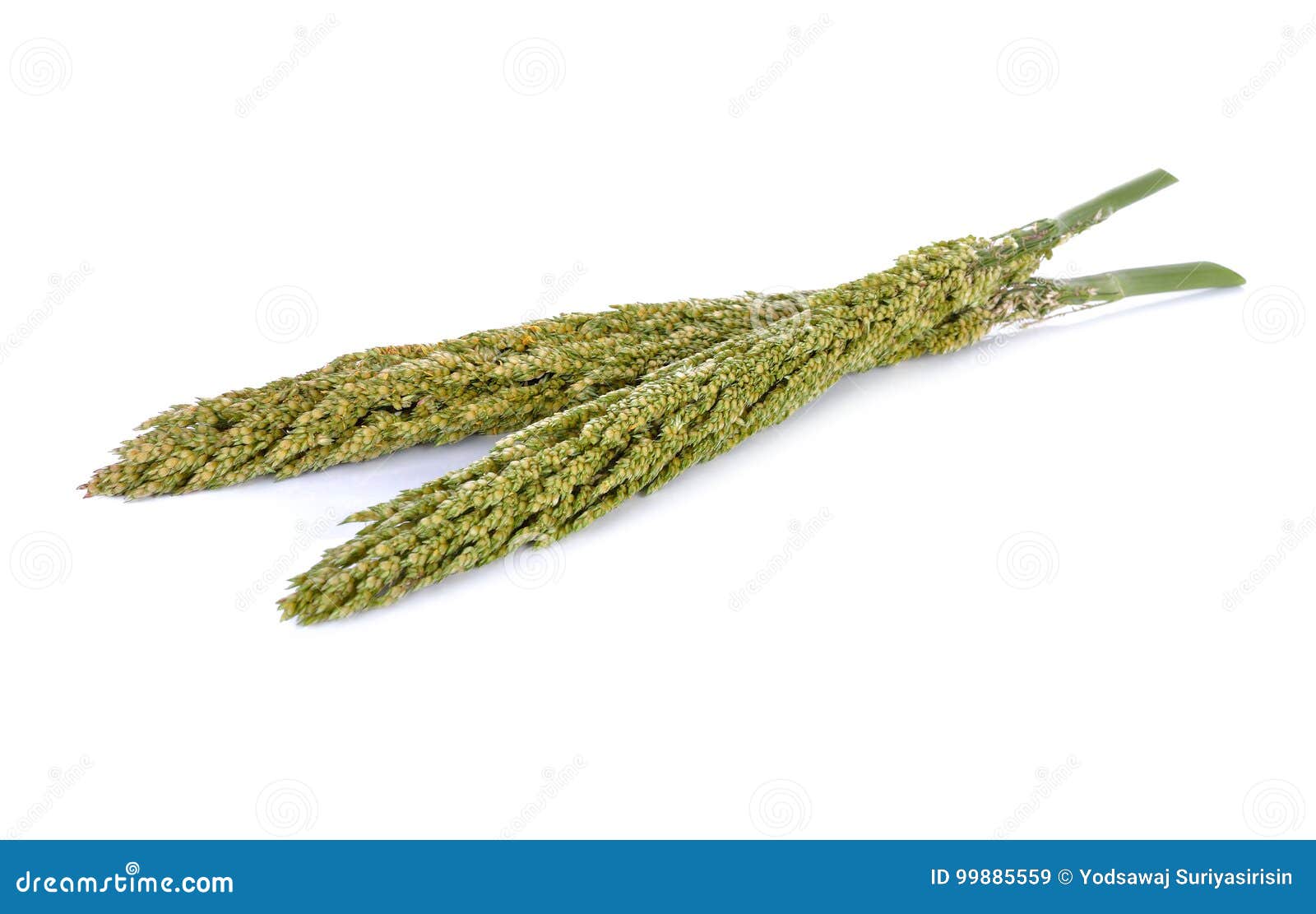 Millet on white background stock image. Image of agriculture - 99885559