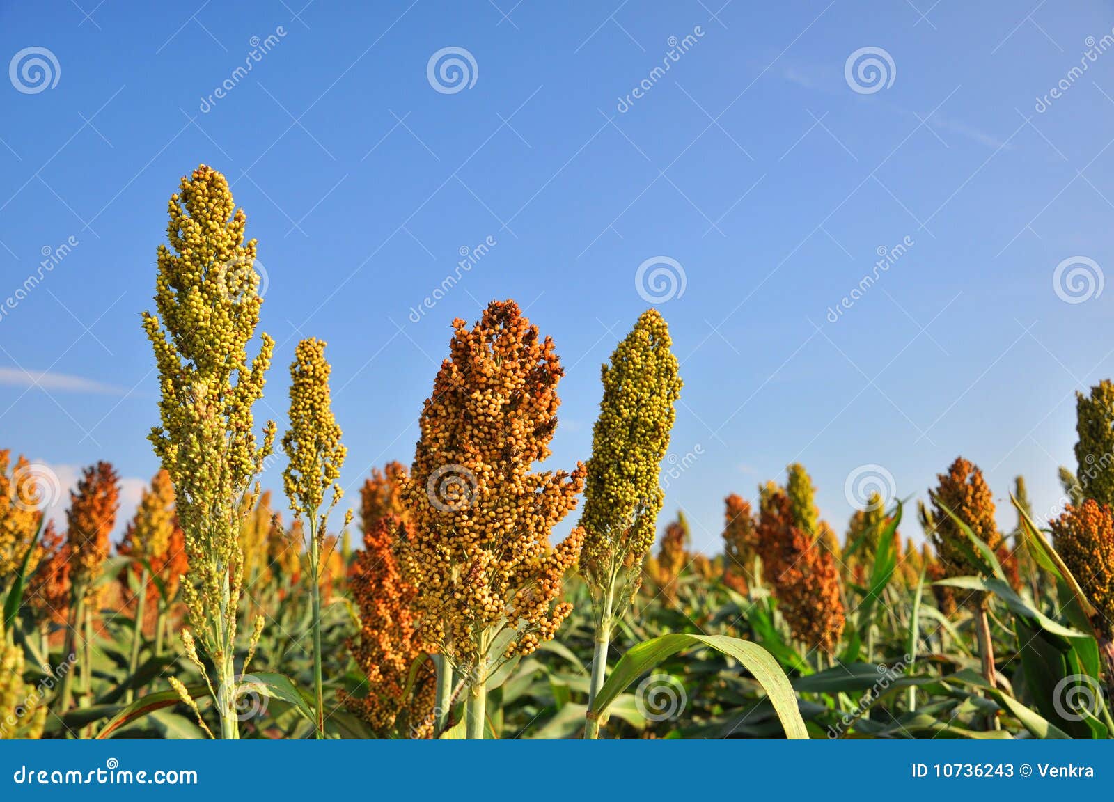Millets stock image. Image of farm, alternative, cereal - 10736243