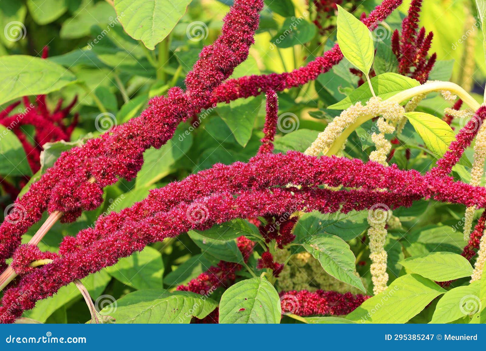 Millets are a Group of Highly Variable Small-seeded Grasses, Stock ...