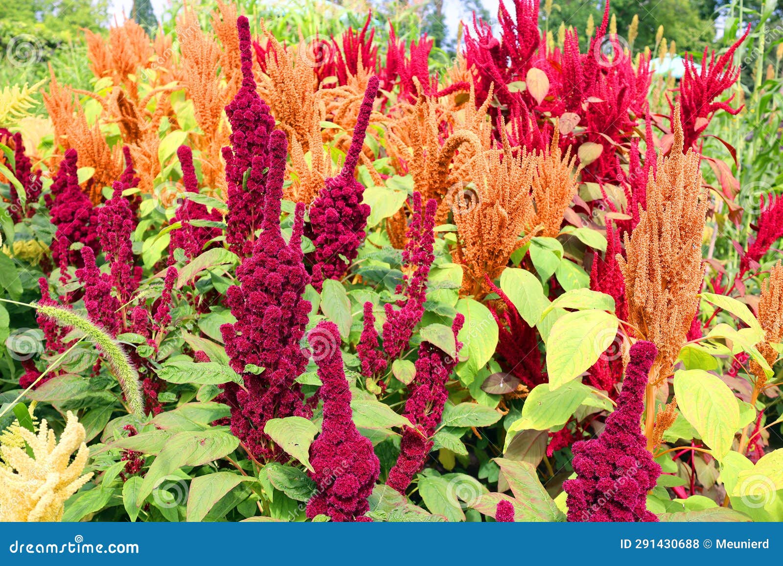 Millets are a Group of Highly Variable Small-seeded Grasses, Stock ...