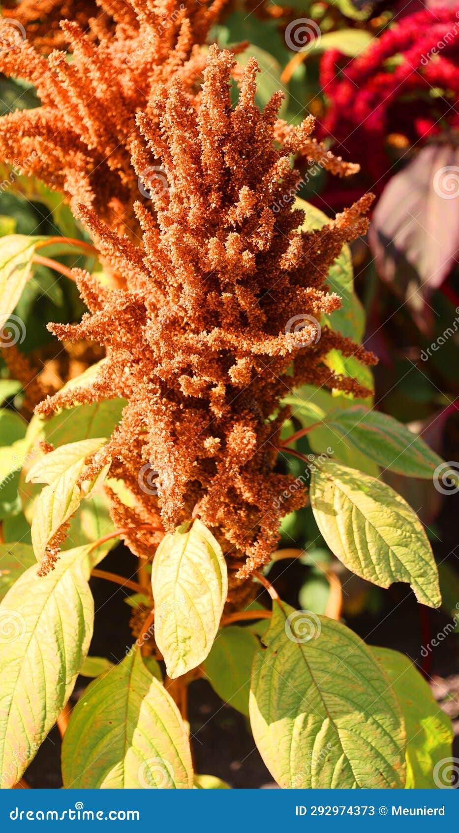 Millets are a Group of Highly Variable Small-seeded Grasses, Stock ...