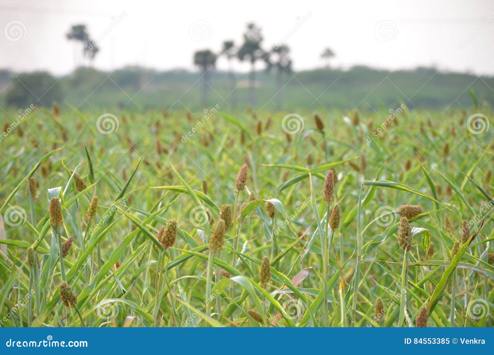 Millets stock image. Image of farm, south, farmer, farming - 84553385