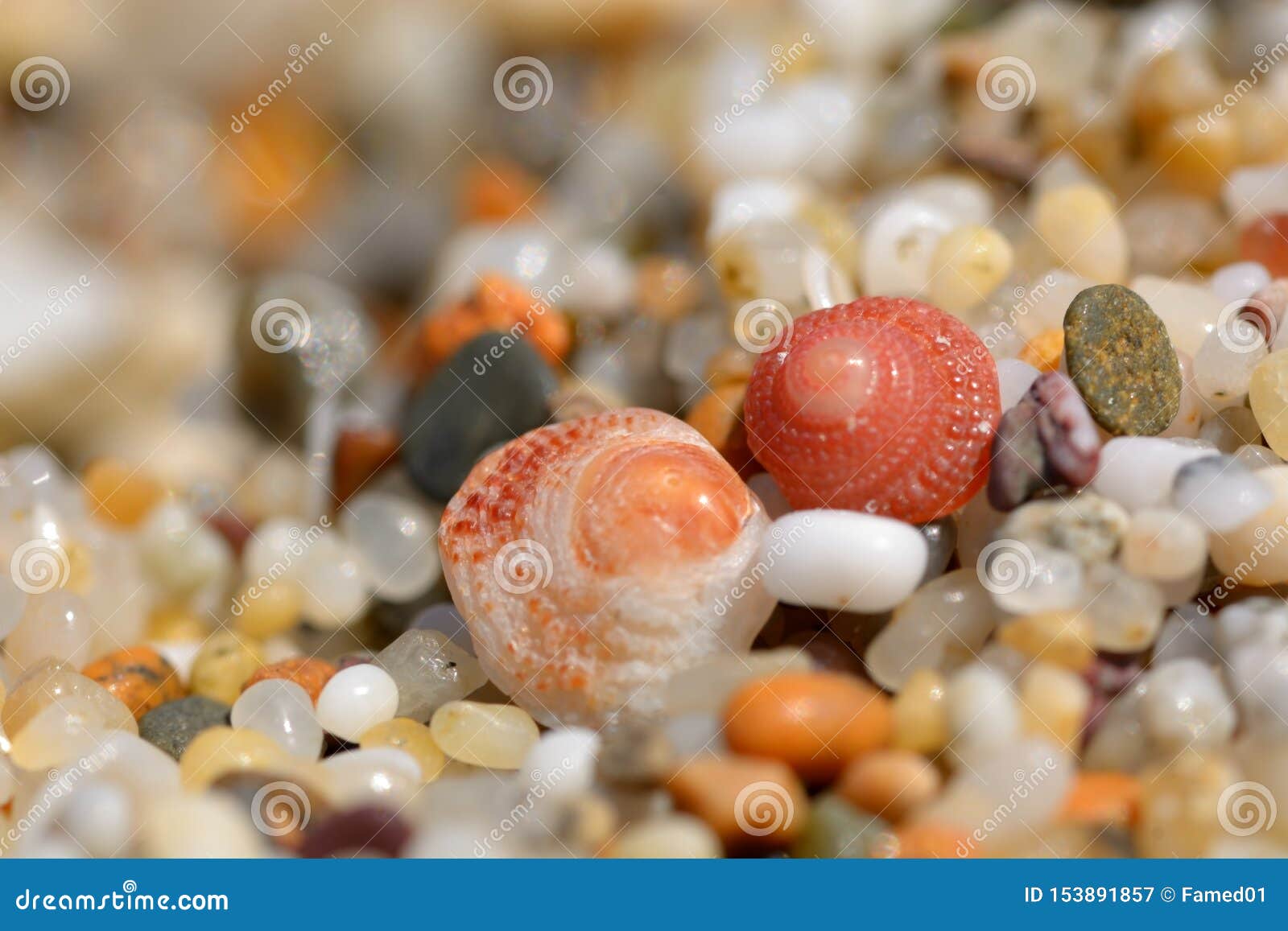 Millimeter-sized Shell in Sand Grains Stock Image - Image of closeup ...