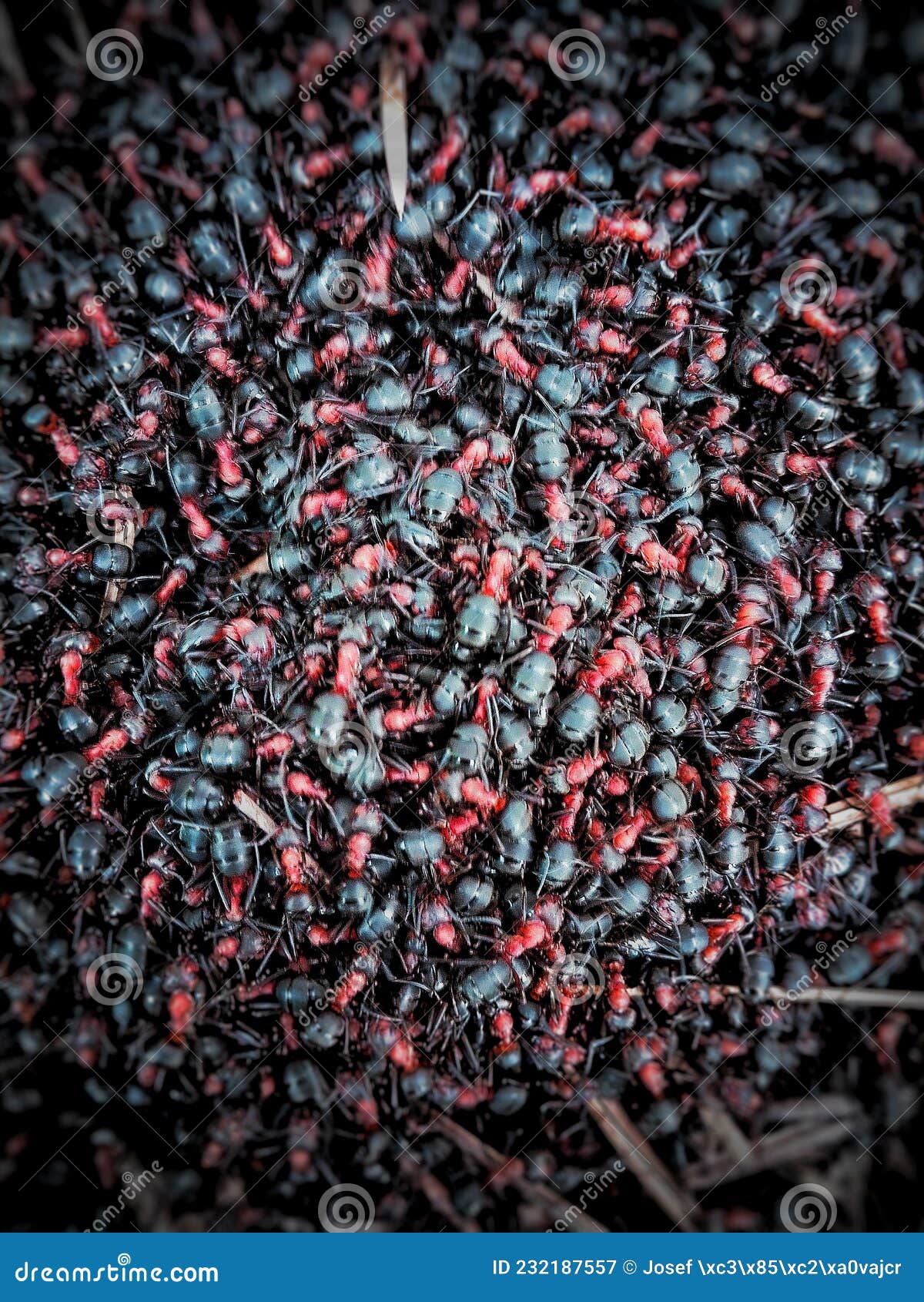 Million ants stock image. Image of insect, petal, ants - 232187557