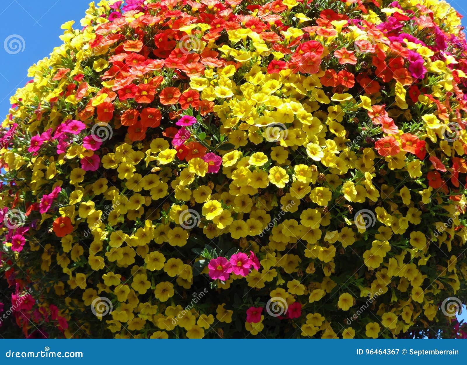 Million Bells Bloom in Multiple Colors in a Hanging Basket Stock Image ...