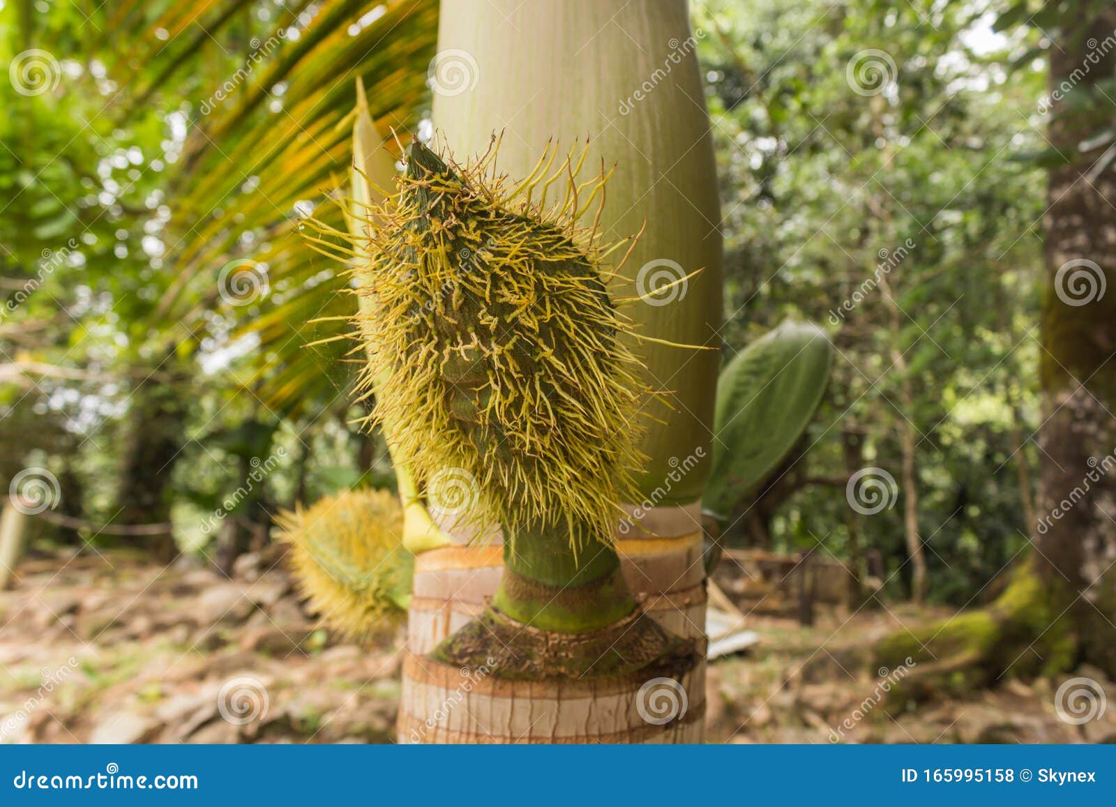 The Millionaire Palm Tree on Seychelles Island Stock Photo - Image of ...