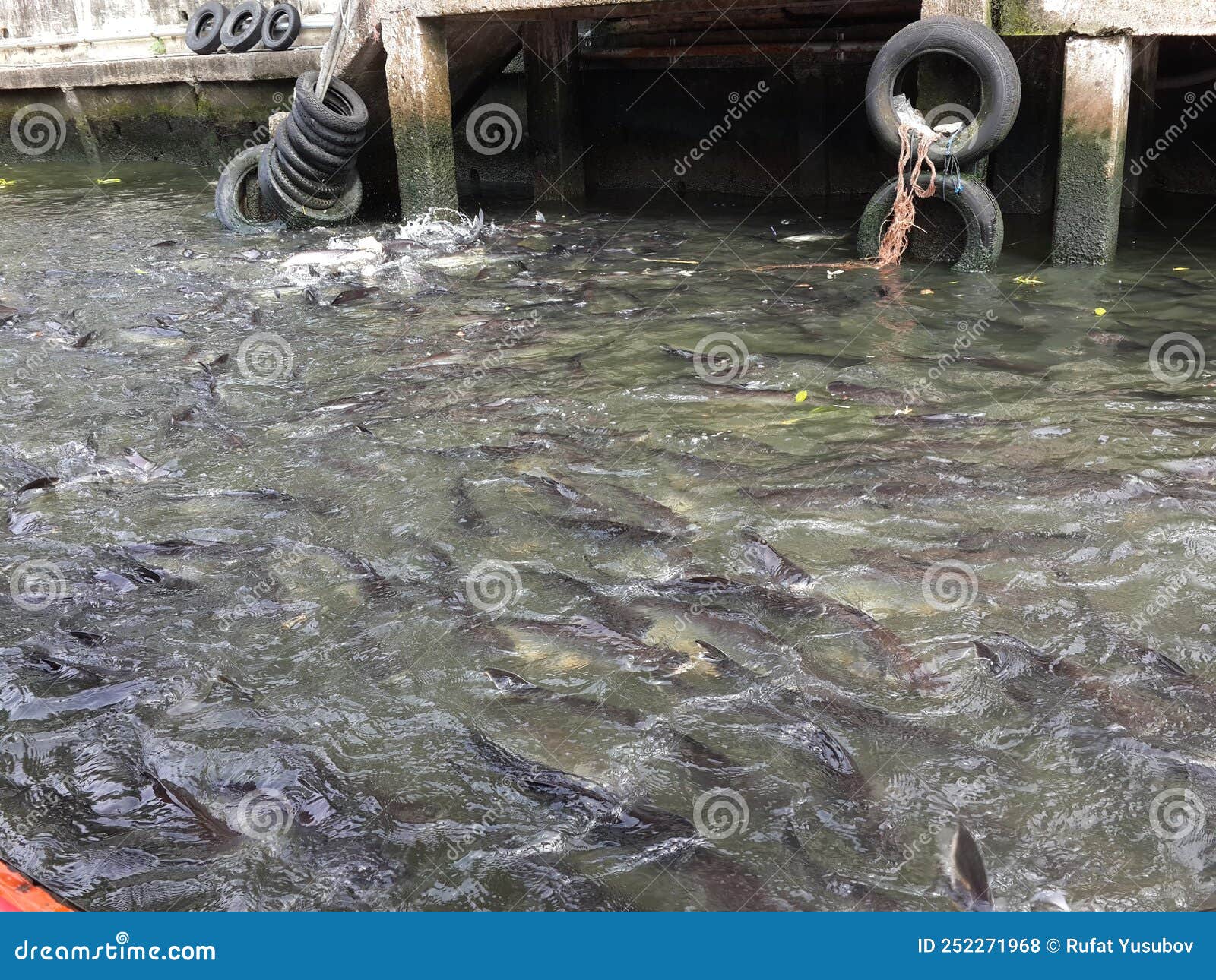 Millions Of Catfish Fish Floating On The Surface Of The River In ...