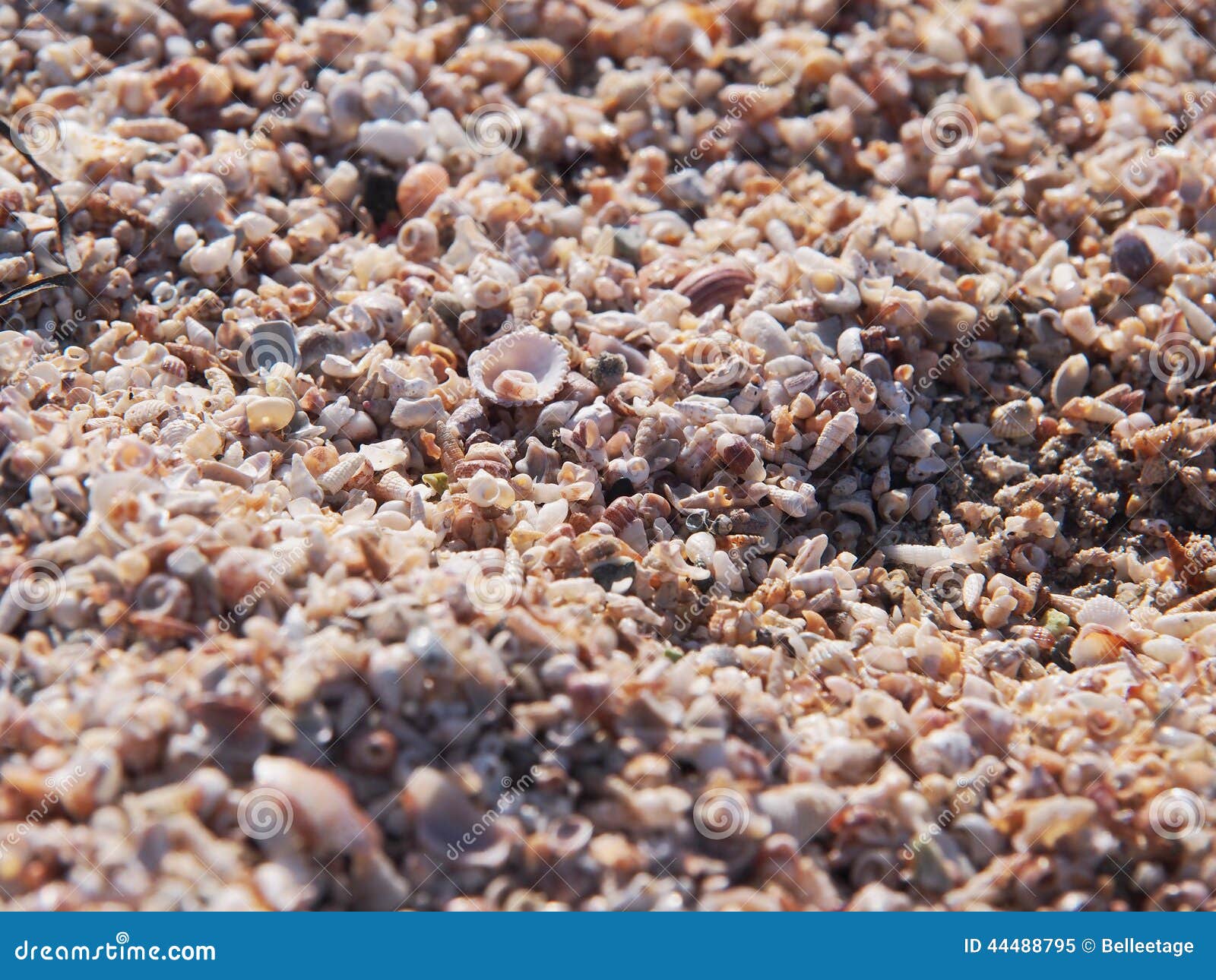 Millions of Small Shells on the Beach Stock Image - Image of beach ...