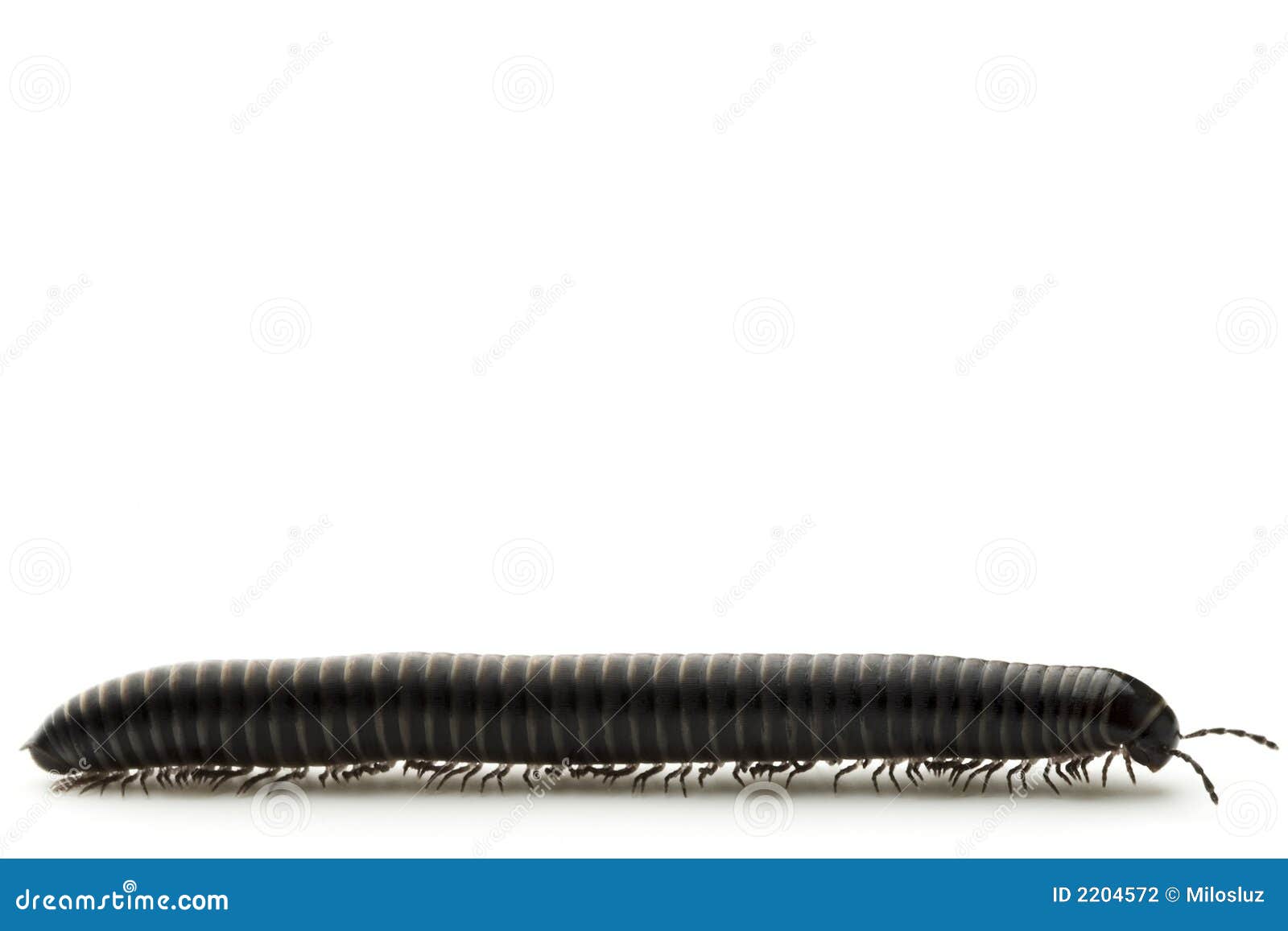 Millipede stock photo. Image of closeup, invertebrate - 2204572