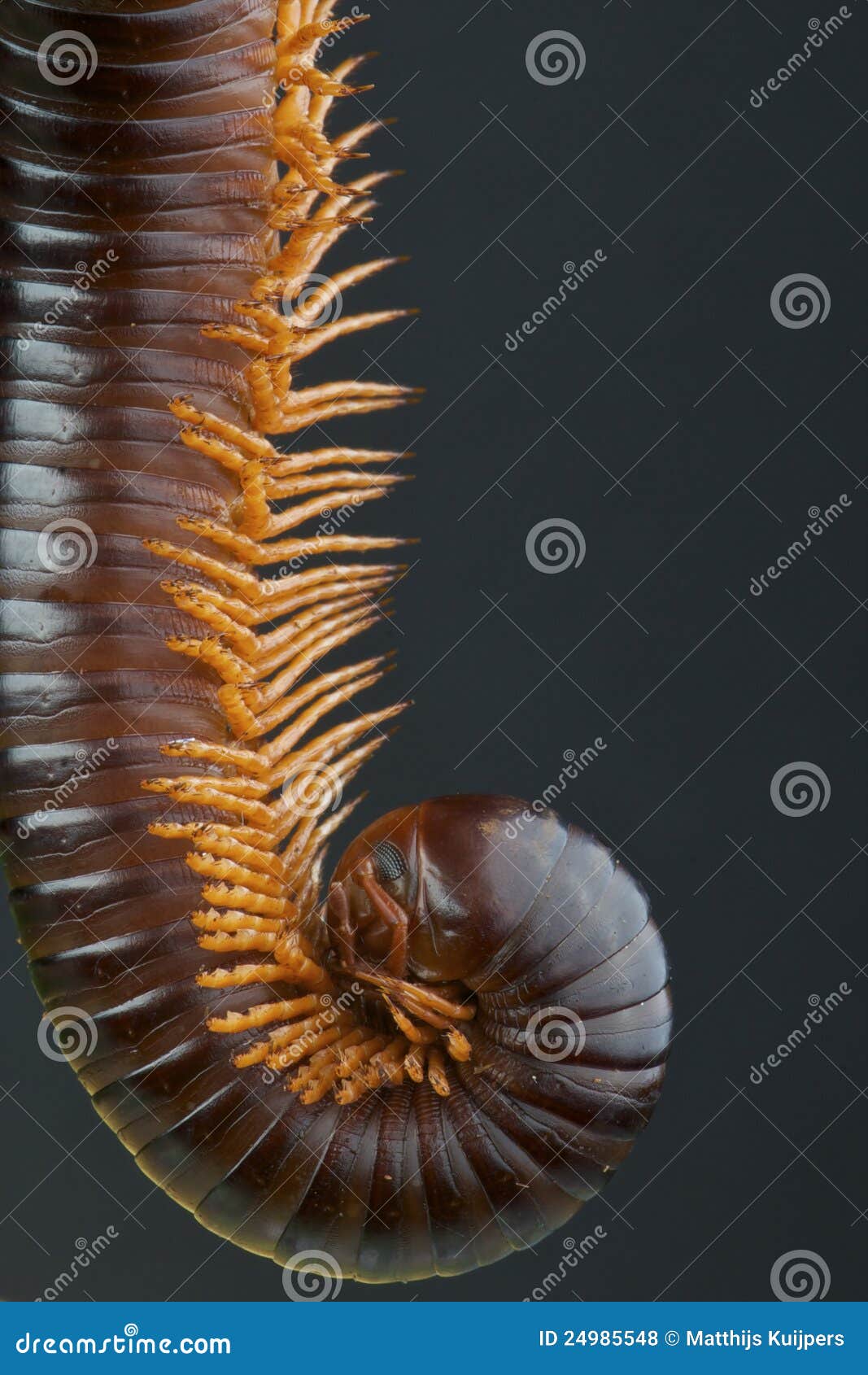 Millipede stock photo. Image of millipede, large, cyanide - 24985548