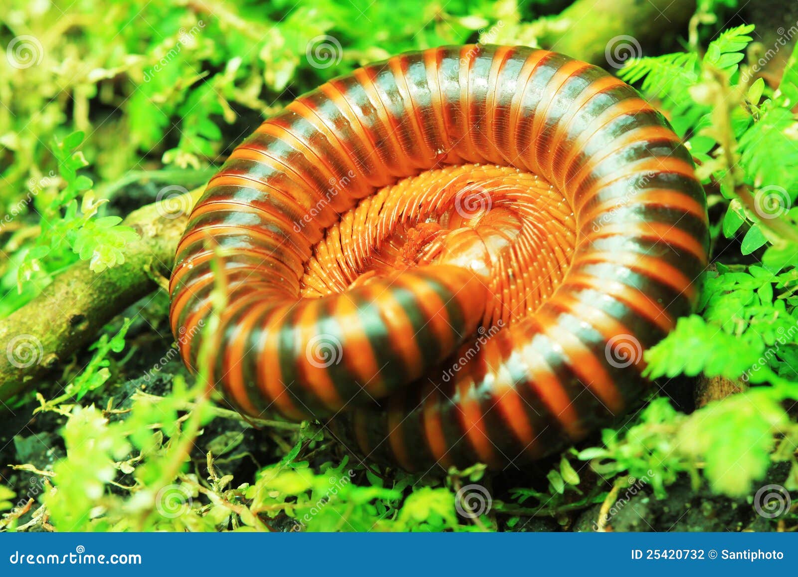 Millipede stock photo. Image of green, circle, close - 25420732