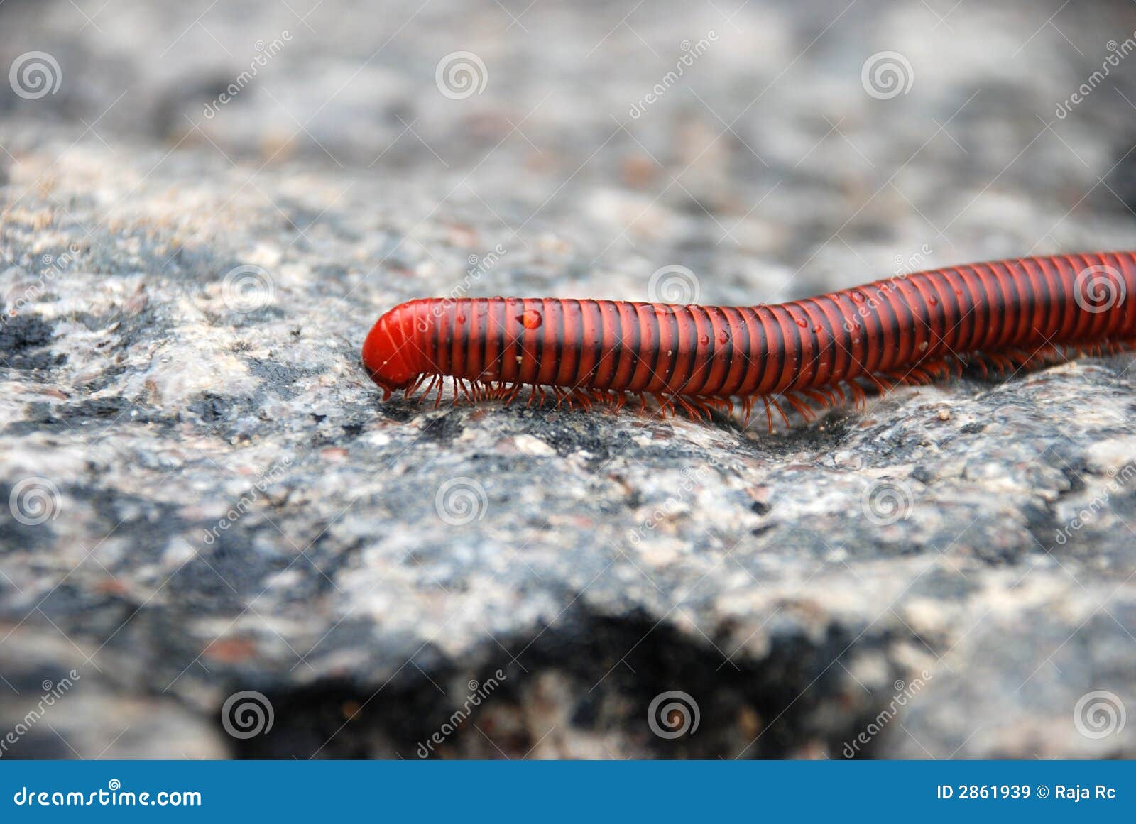 Millipede stock image. Image of crawling, scary, insect - 2861939