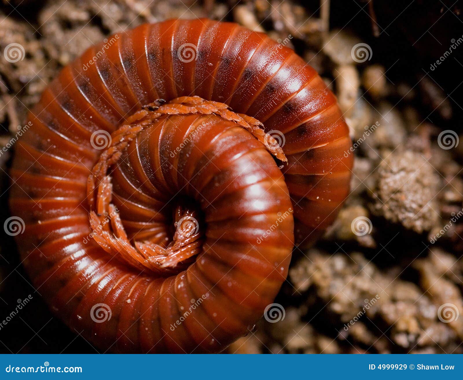 Millipede stock image. Image of brown, millipede, nature - 4999929