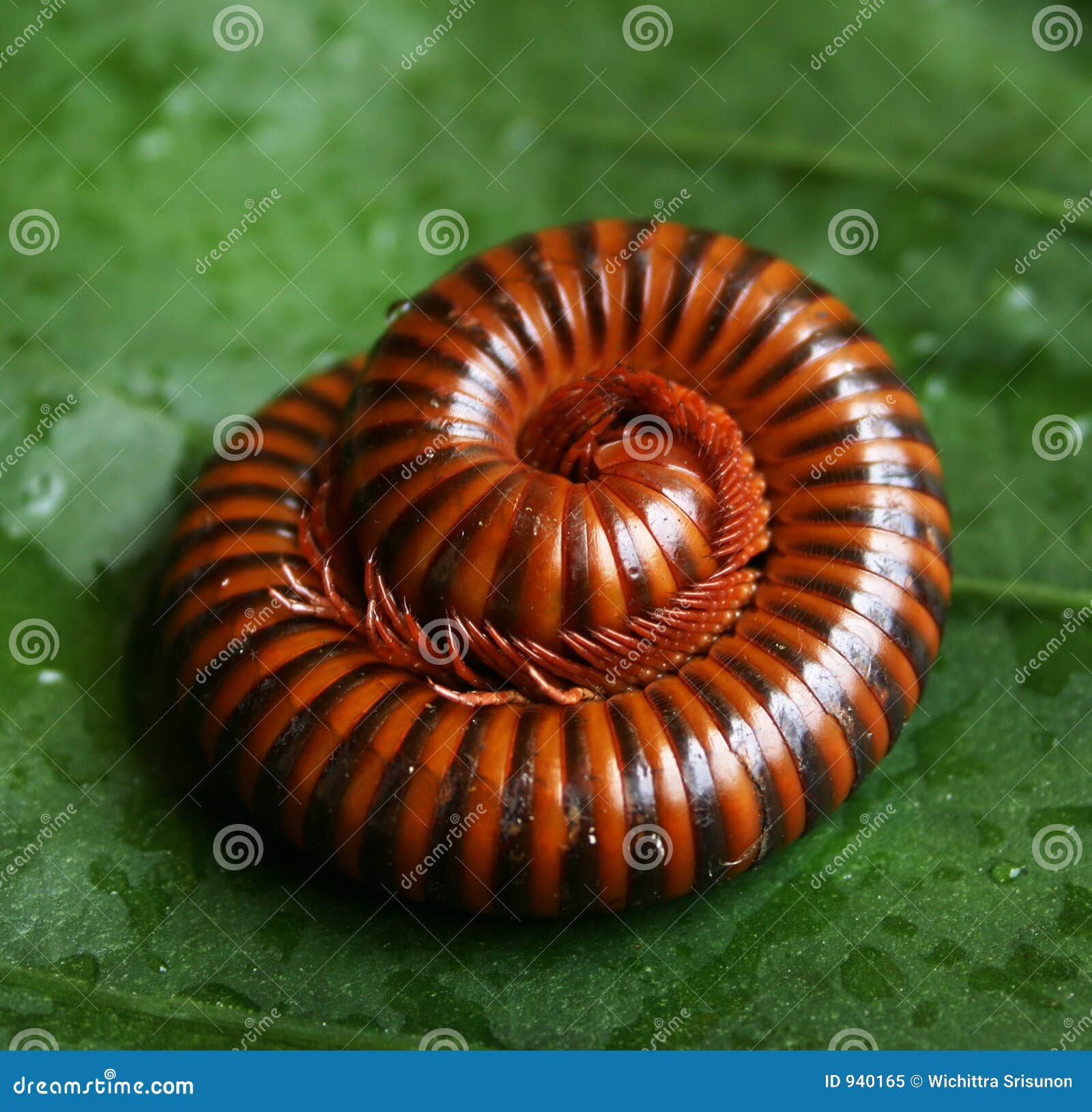 MILLIPEDE stock image. Image of outdoors, millipede, insect - 940165