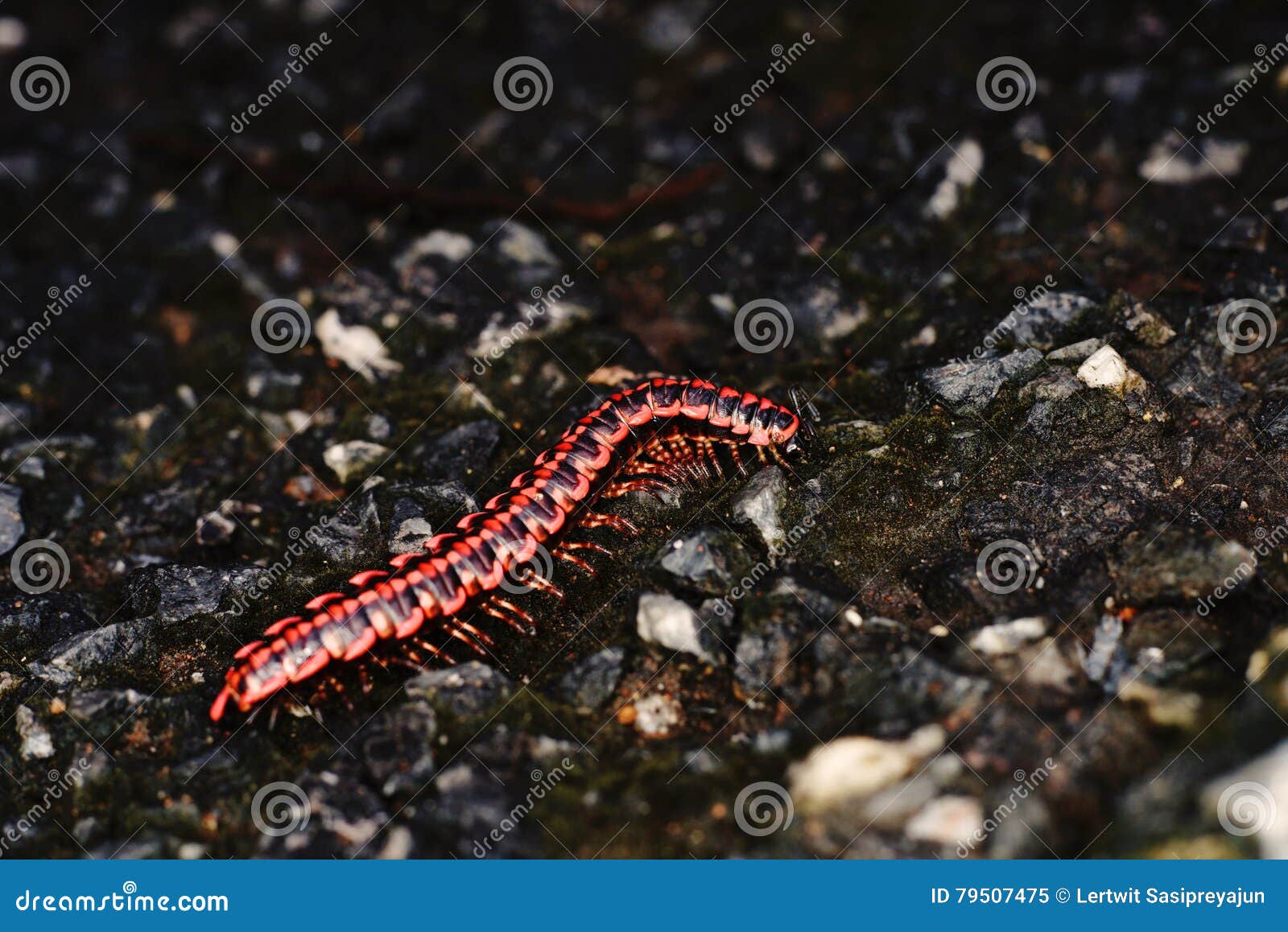 Millipede;animal with Many Legs Stock Image - Image of wildlife ...