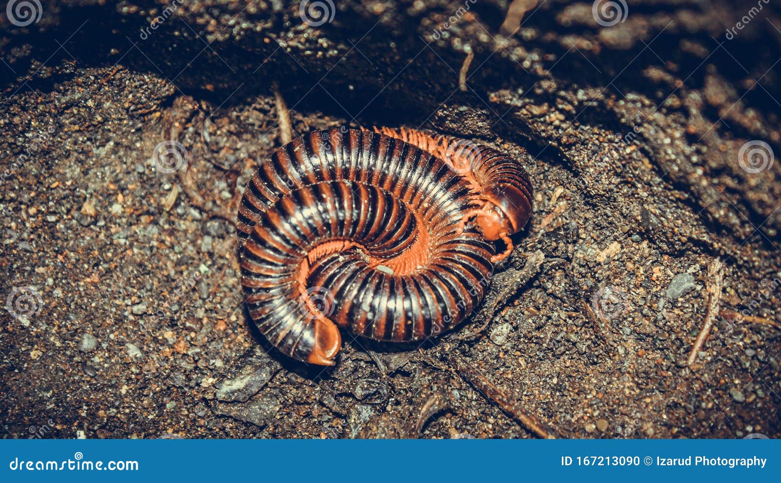 Millipede is an Arthropod that Has Two Pairs of Legs Per Segment Stock ...