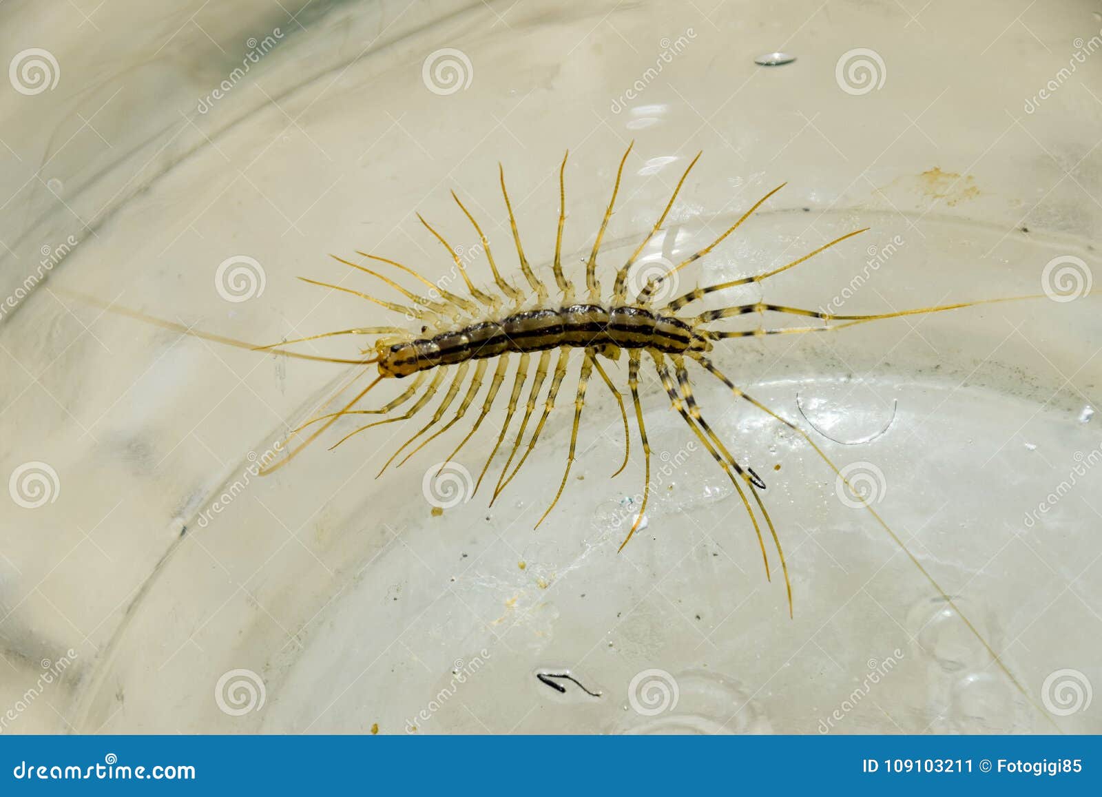 Millipede in the Bank. the Flycatcher. Centipede Flycatcher, Insect ...