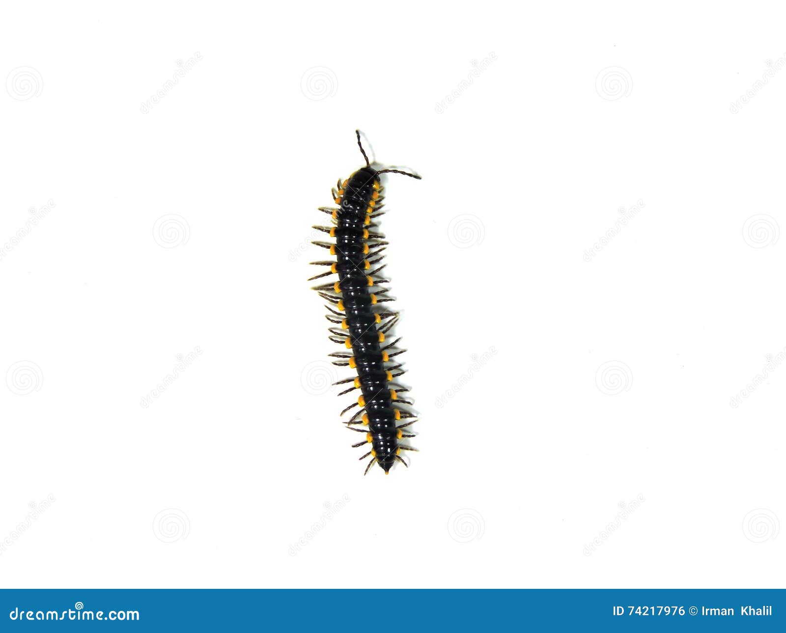 A Millipede with Black and Yellow Color Stock Photo - Image of animal ...
