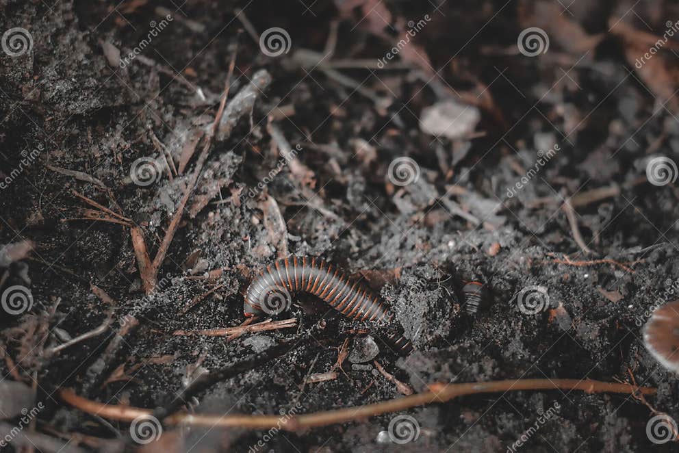 Millipede Burrowing through the Soil Stock Photo - Image of animal ...