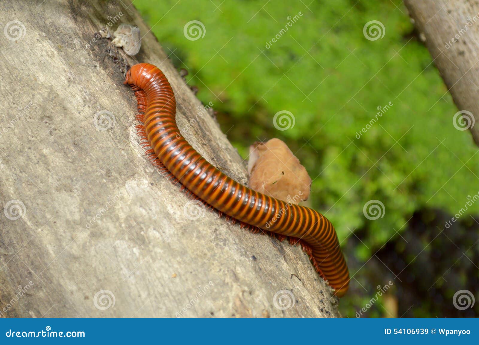 Millipede stock image. Image of millipede, thailand, pair - 54106939