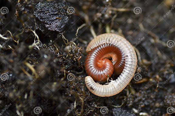 Millipede Changing the Skin Stock Photo - Image of millipede, thai ...