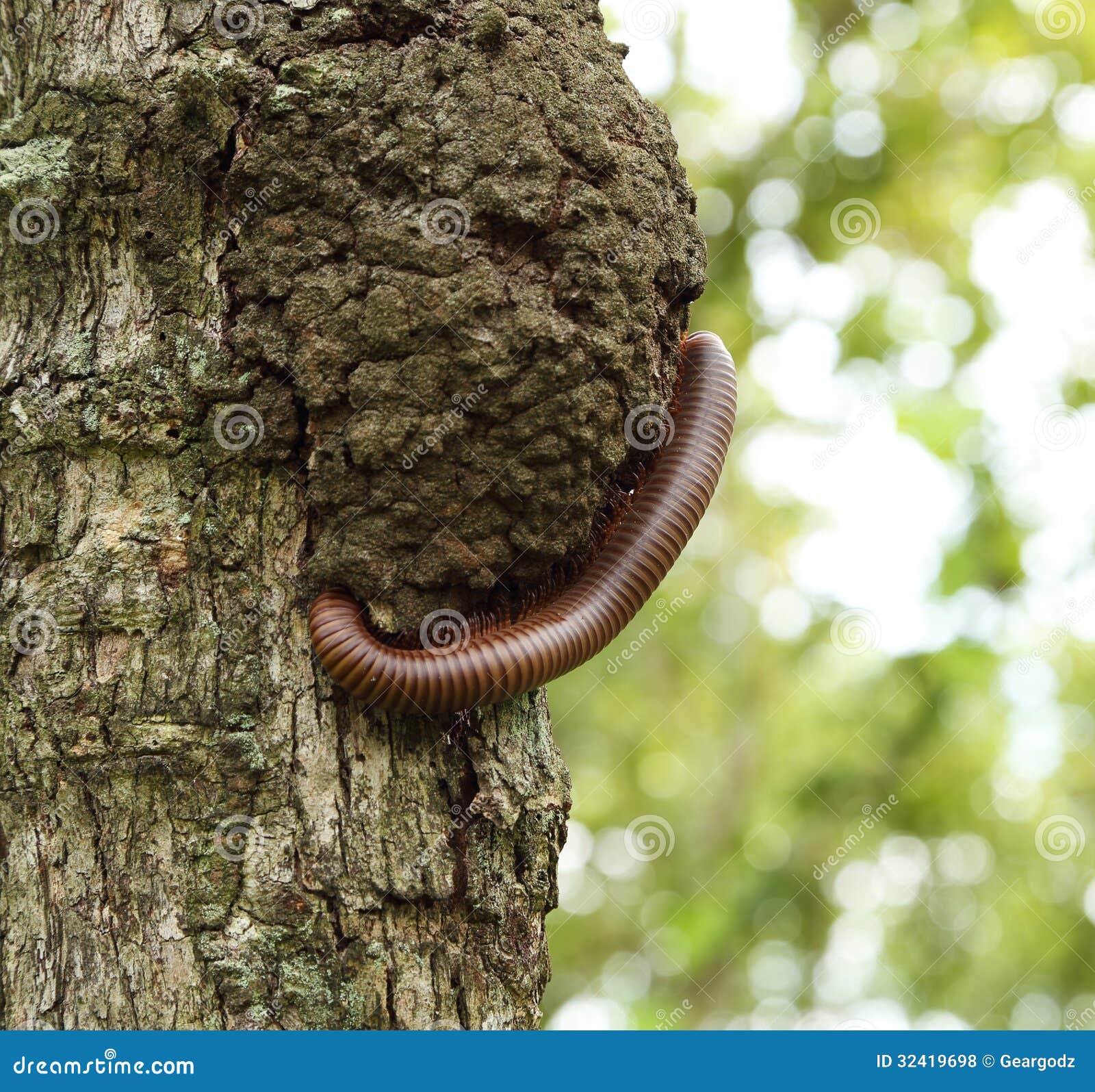 Millipede climbing on tree stock photo. Image of gracilis - 32419698