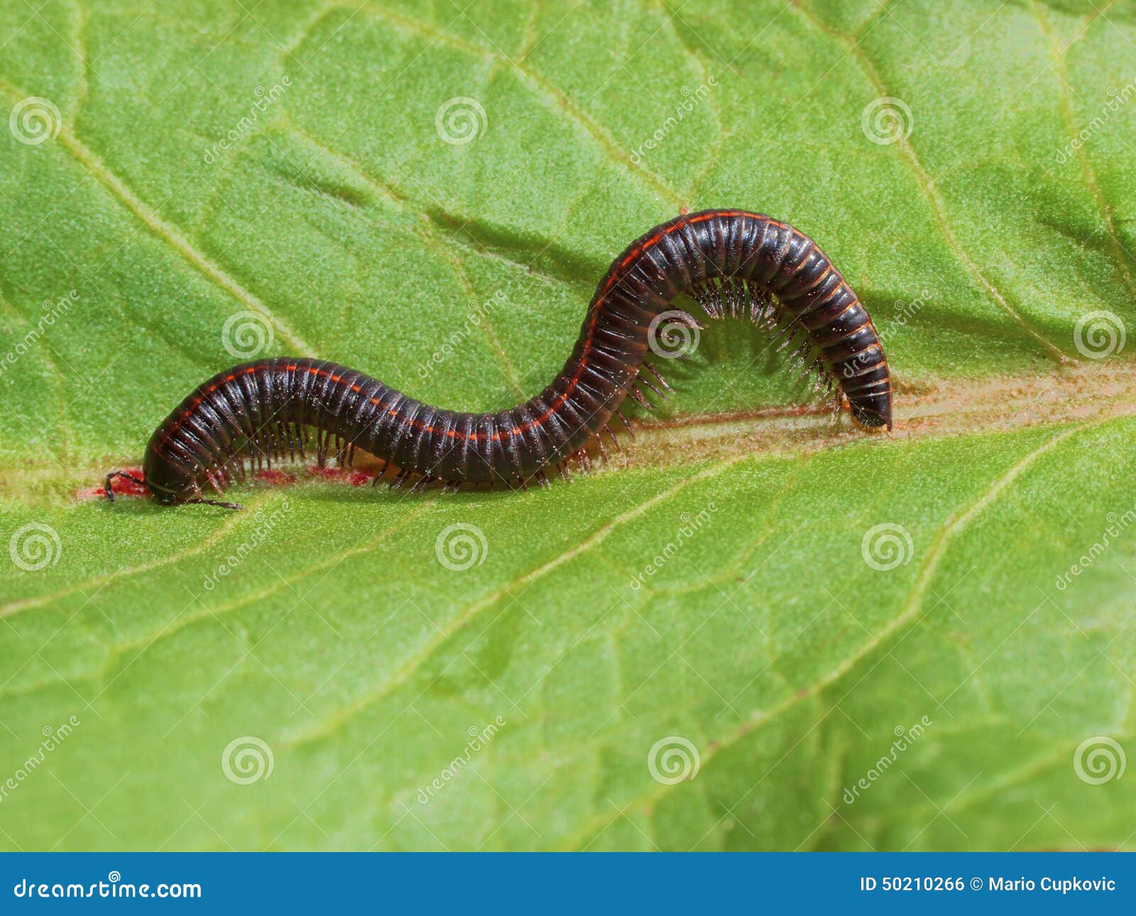 Millipede stock photo. Image of leaves, asian, closeup - 50210266