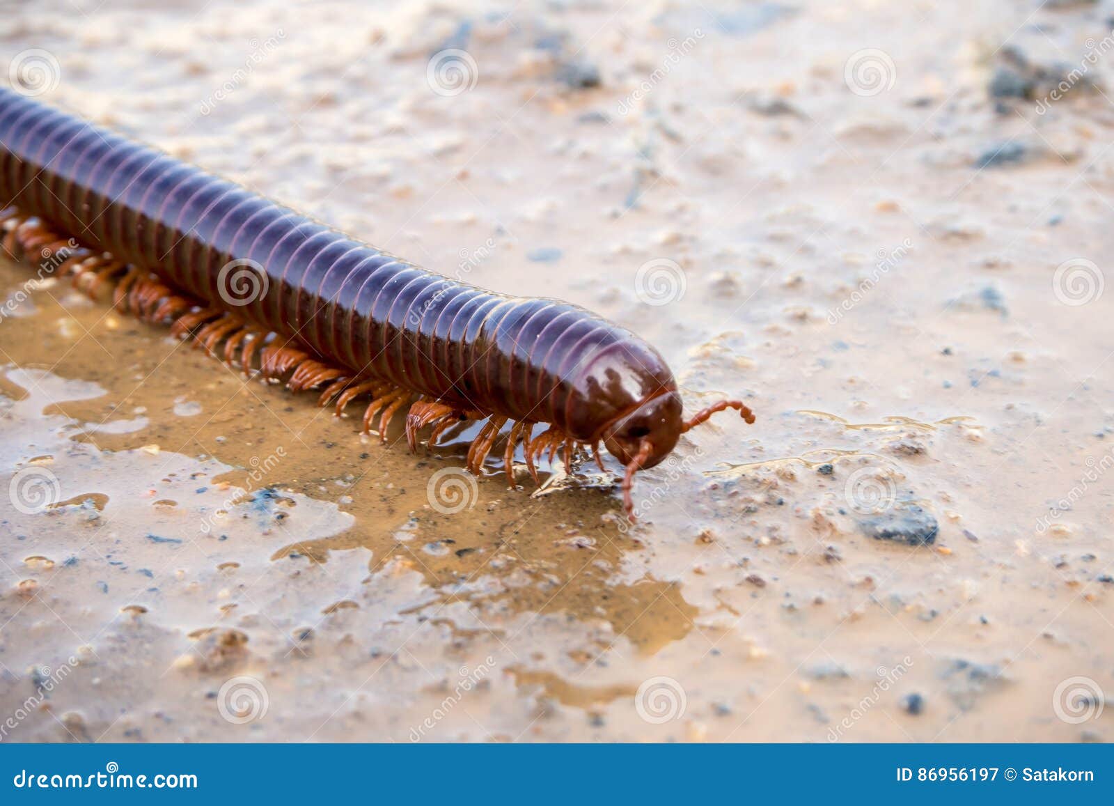Millipede Crawling on the Wet Soil Stock Image - Image of cross, brown ...