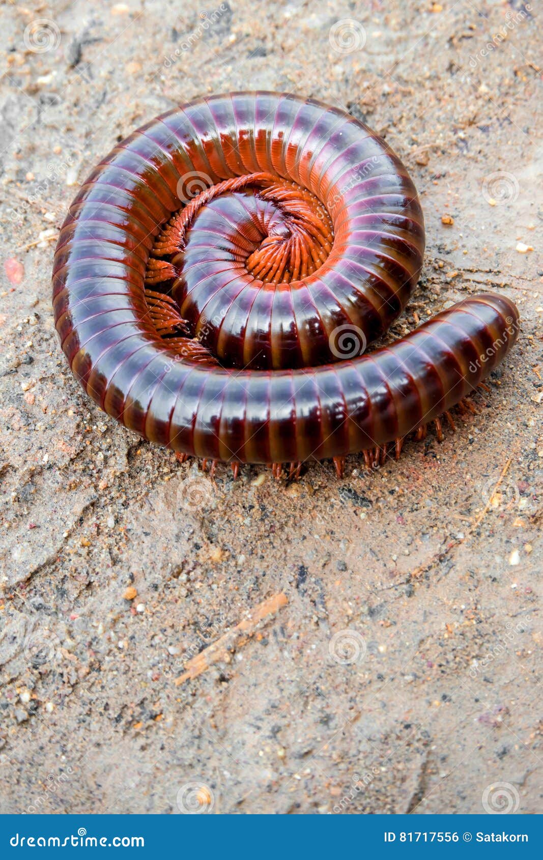 Millipede Curled Up On A Pile Of Leaves.Millipede Curl Stock Photo ...