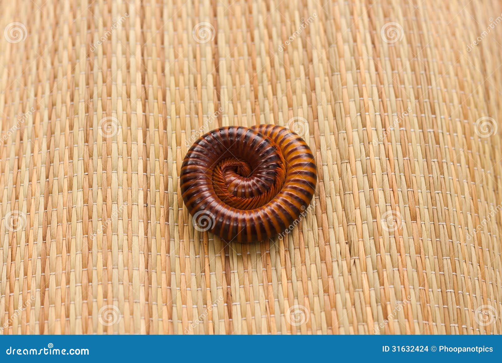 Millipede stock photo. Image of insect, home, entrance - 31632424
