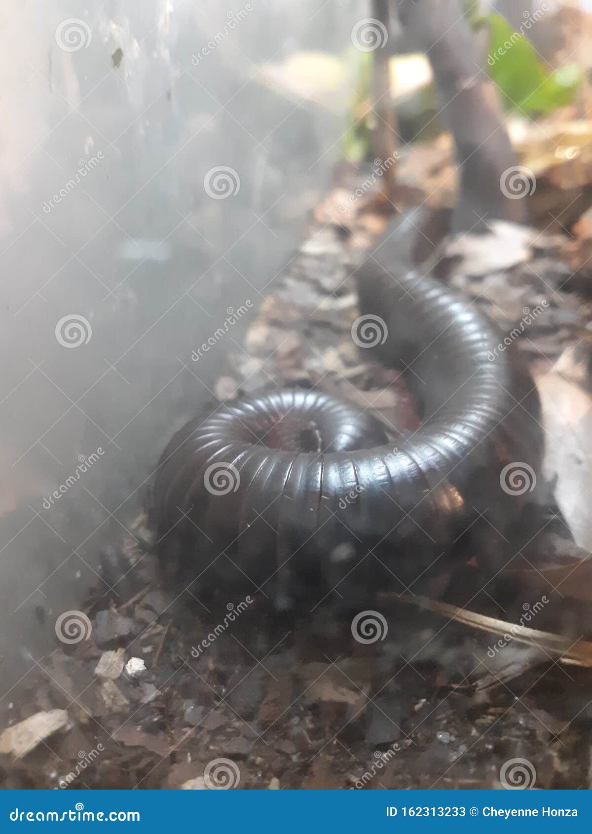 Millipede in Enclosure stock image. Image of centipede - 162313233