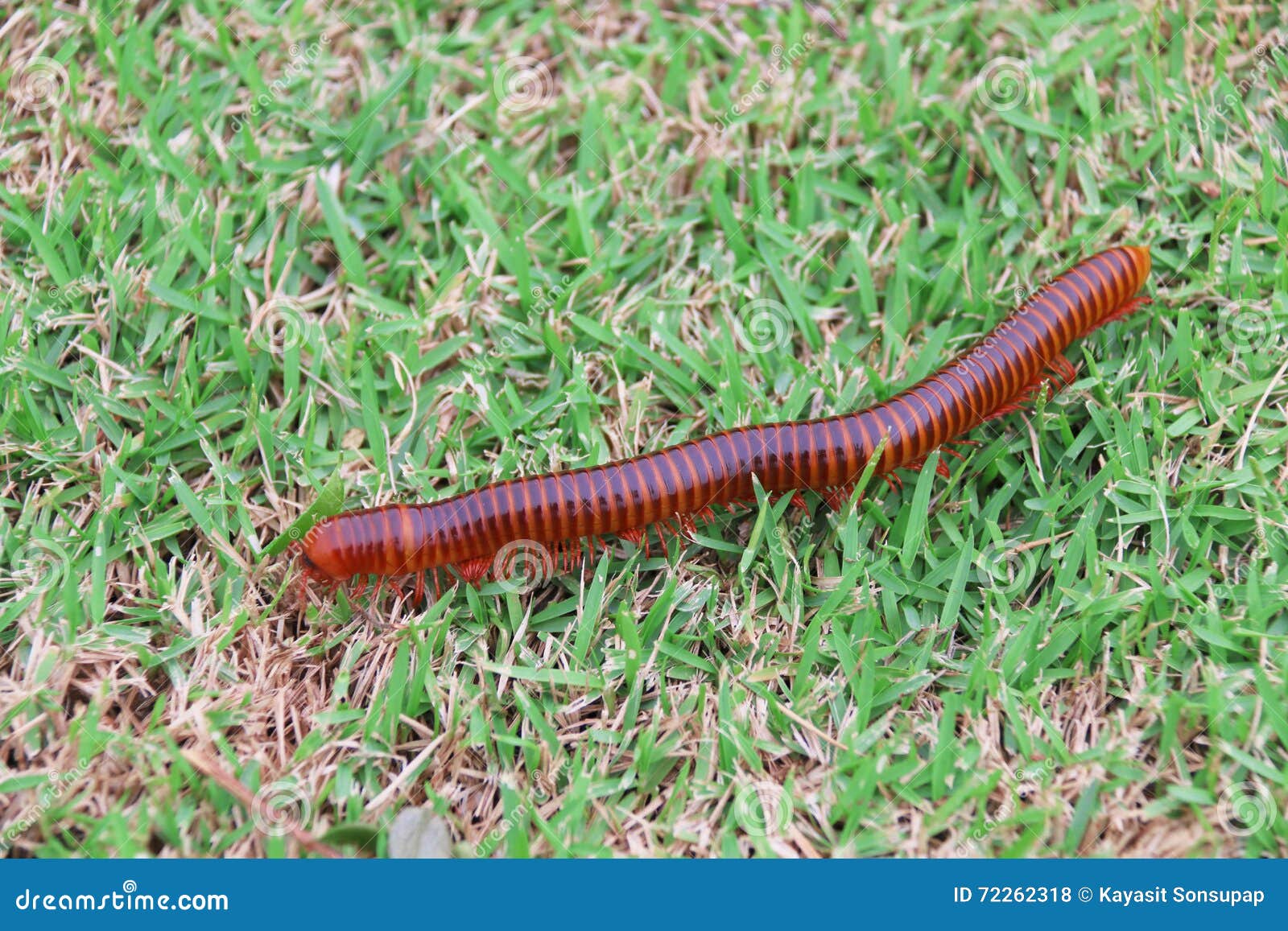 Millipede stock photo. Image of nature, natural, eating - 72262318