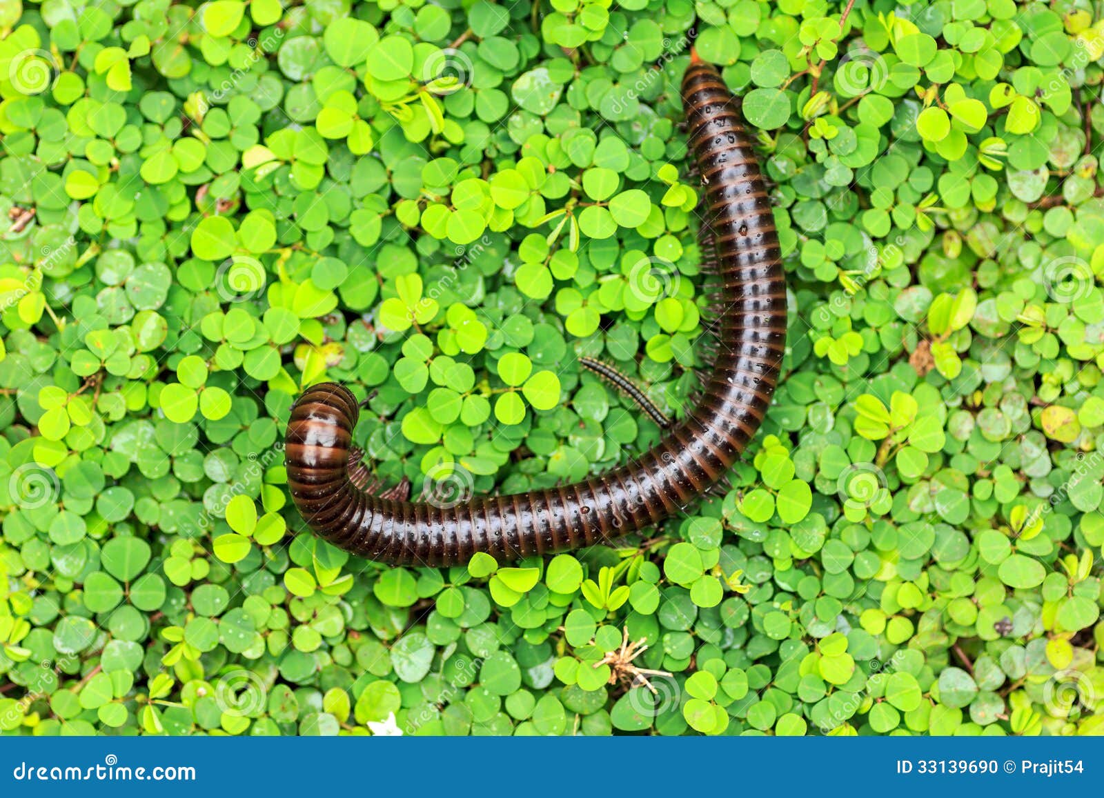Millipede on a green stock photo. Image of plant, small - 33139690
