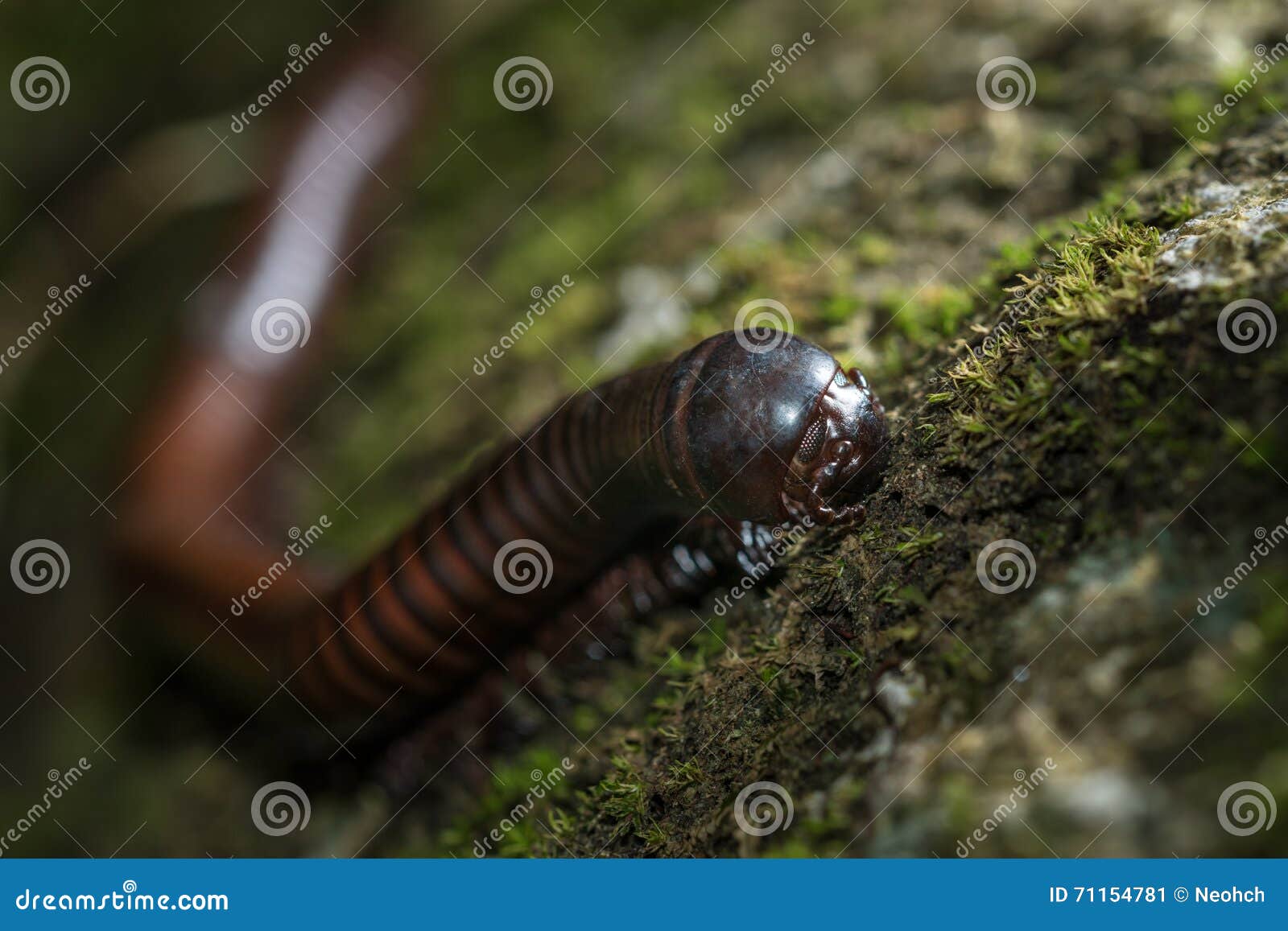 Millipede stock image. Image of environment, nature, outdoors - 71154781