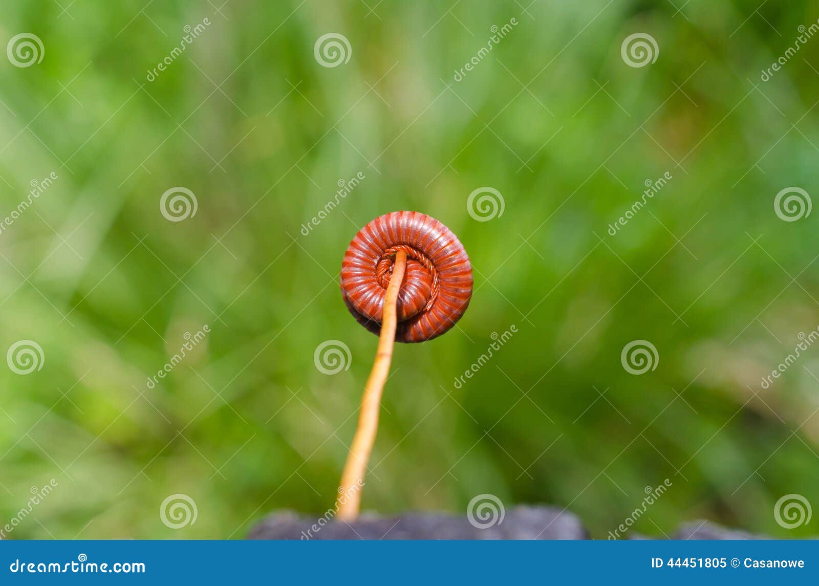 Millipede is Insects that Have Several Legs Stock Image - Image of ...