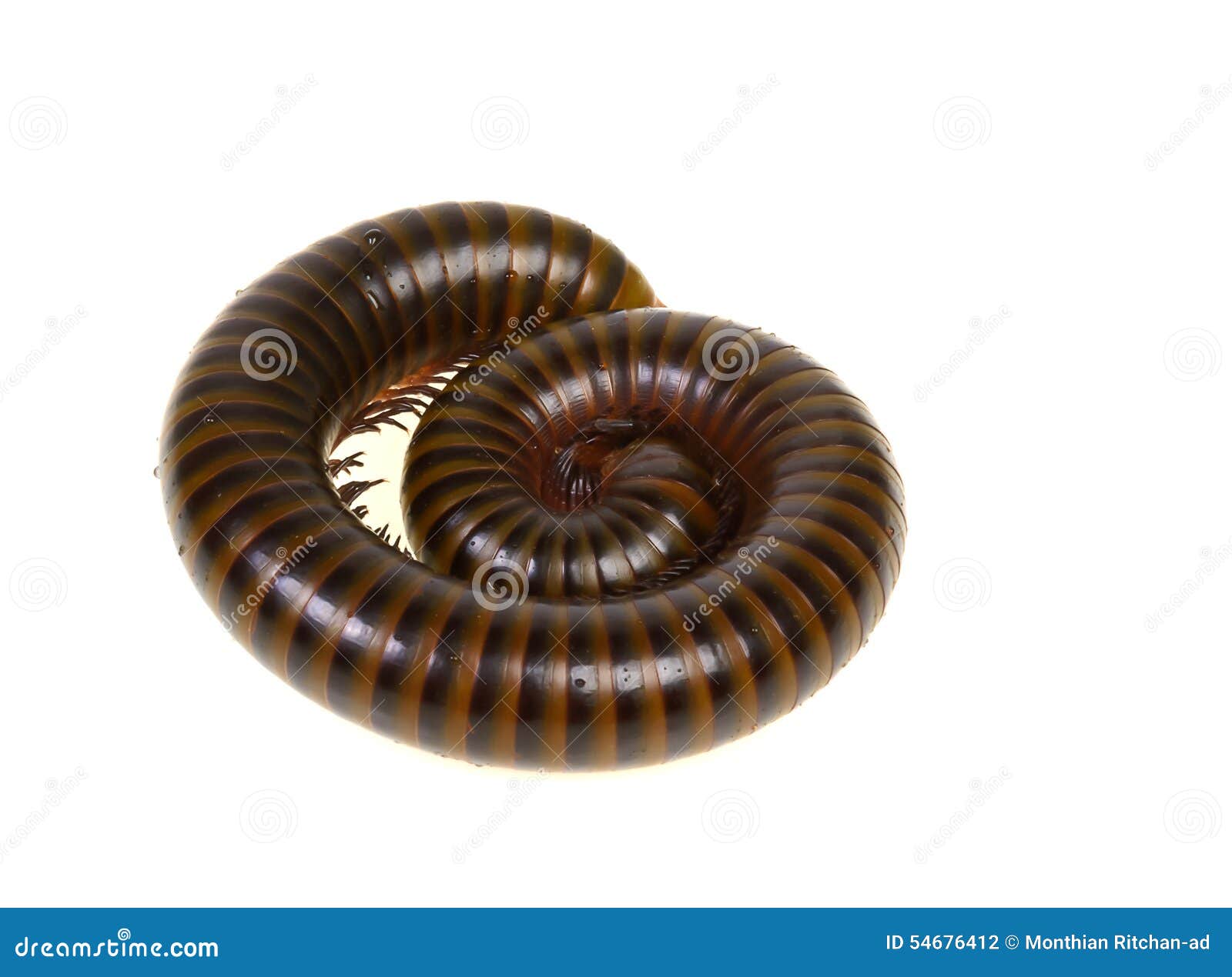 Millipede stock photo. Image of macro, animal, close - 54676412