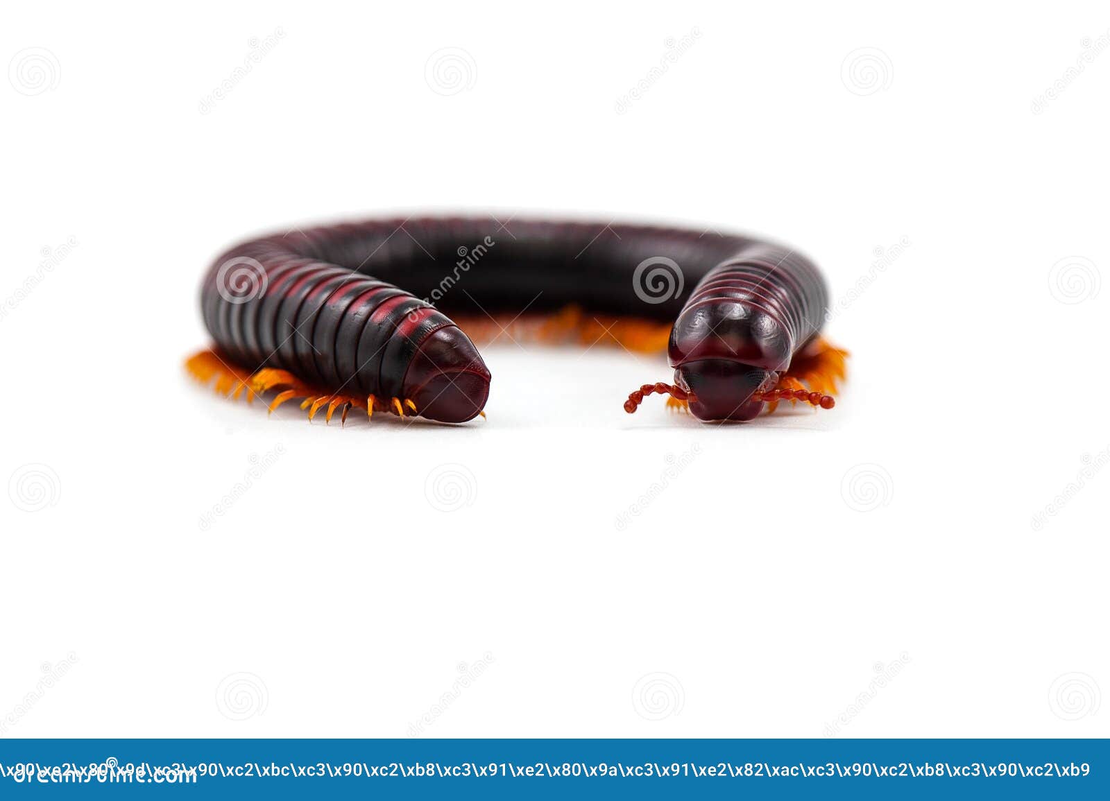 Millipede Isolated on White Background Stock Photo - Image of diplopoda ...