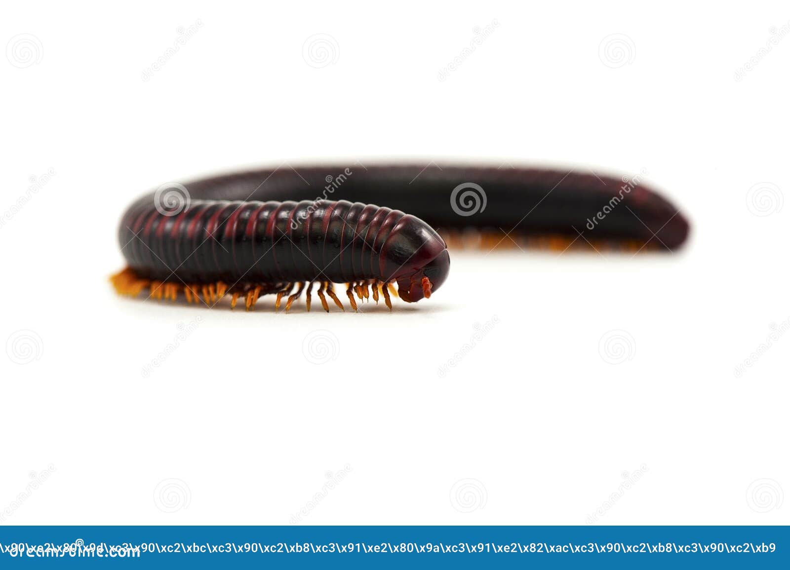 Millipede Isolated on White Background Stock Image - Image of closeup ...