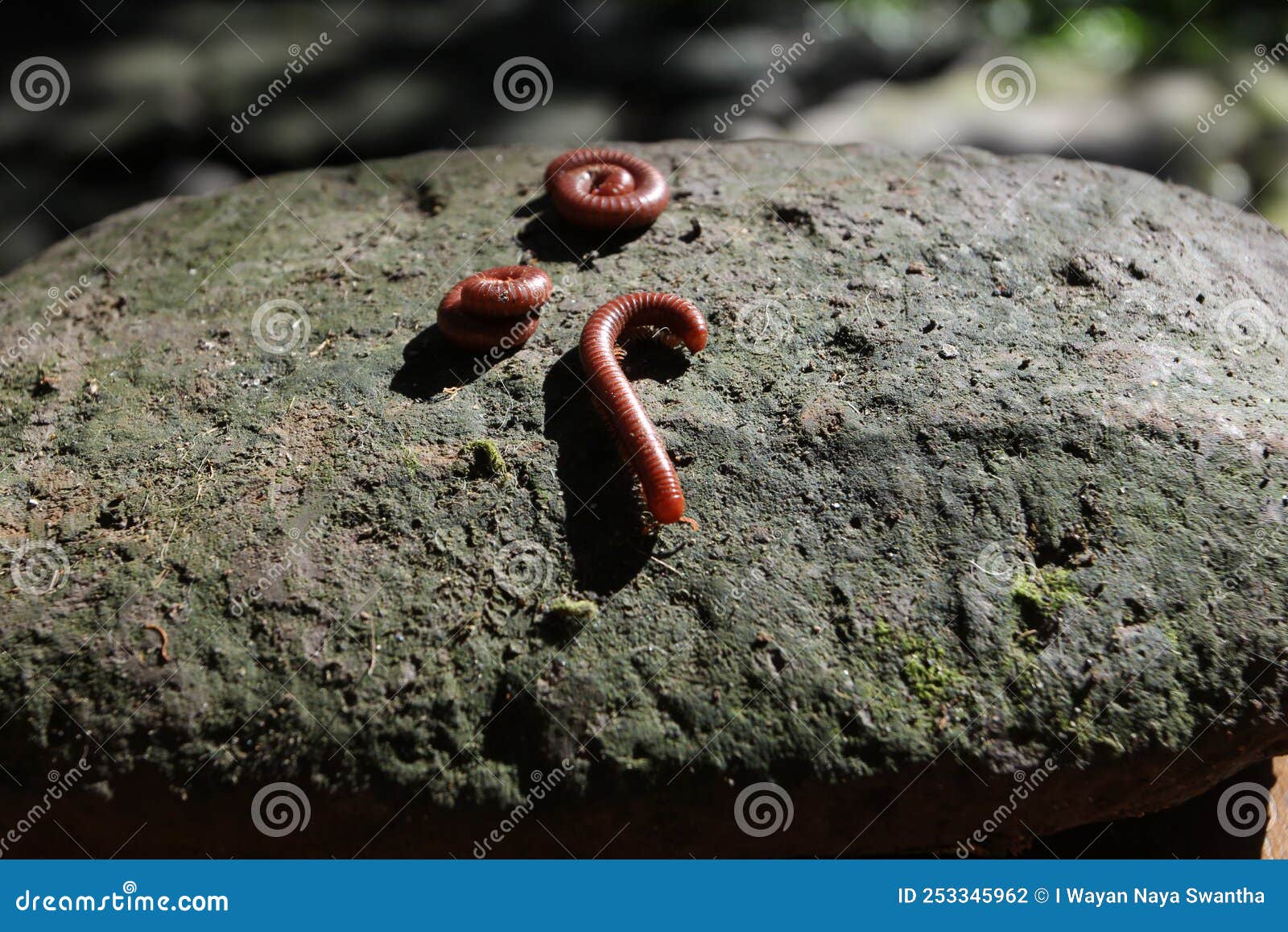 Millipede Each Segment only Has a Pair of Legs Stock Photo - Image of ...