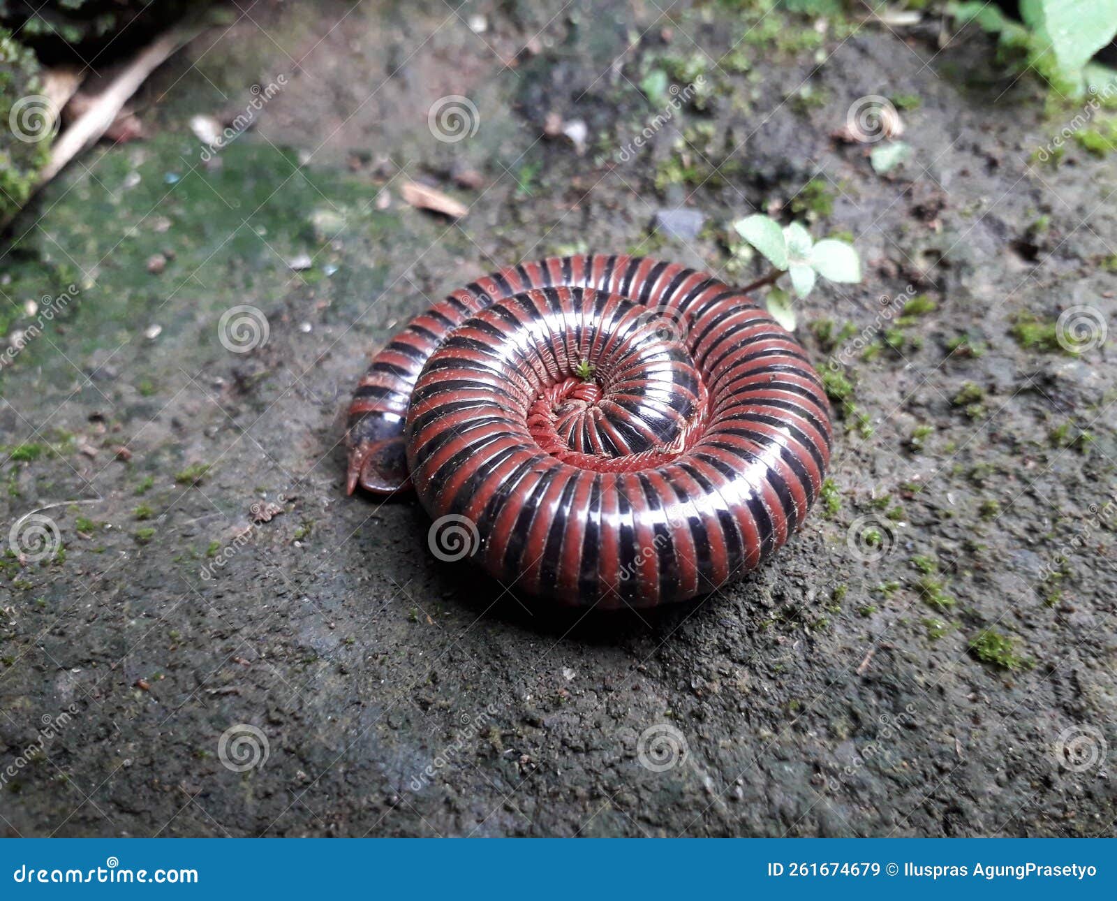 A Millipede or Luwing that is Coiled To Avoid Its Enemies Stock Image ...