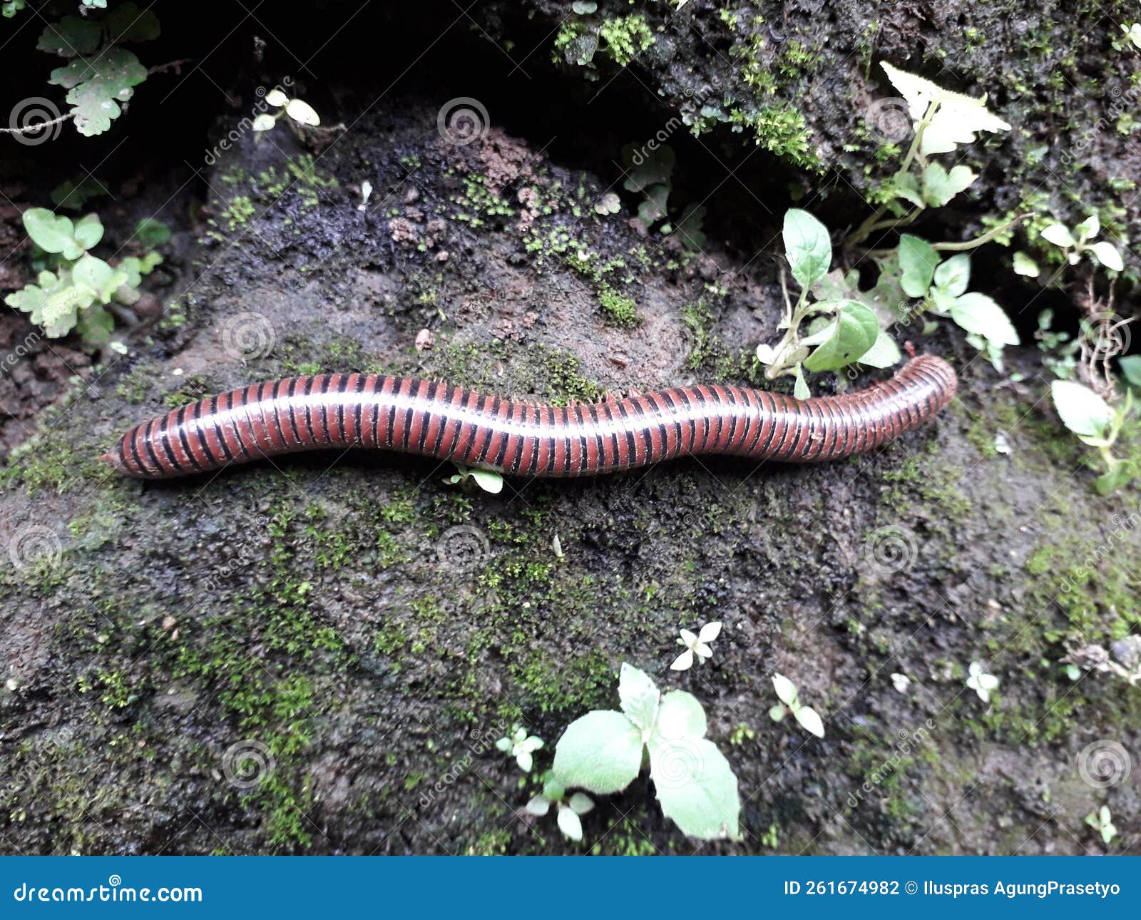 A Millipede or Luwing that is Crawling or Walking Stock Photo - Image ...