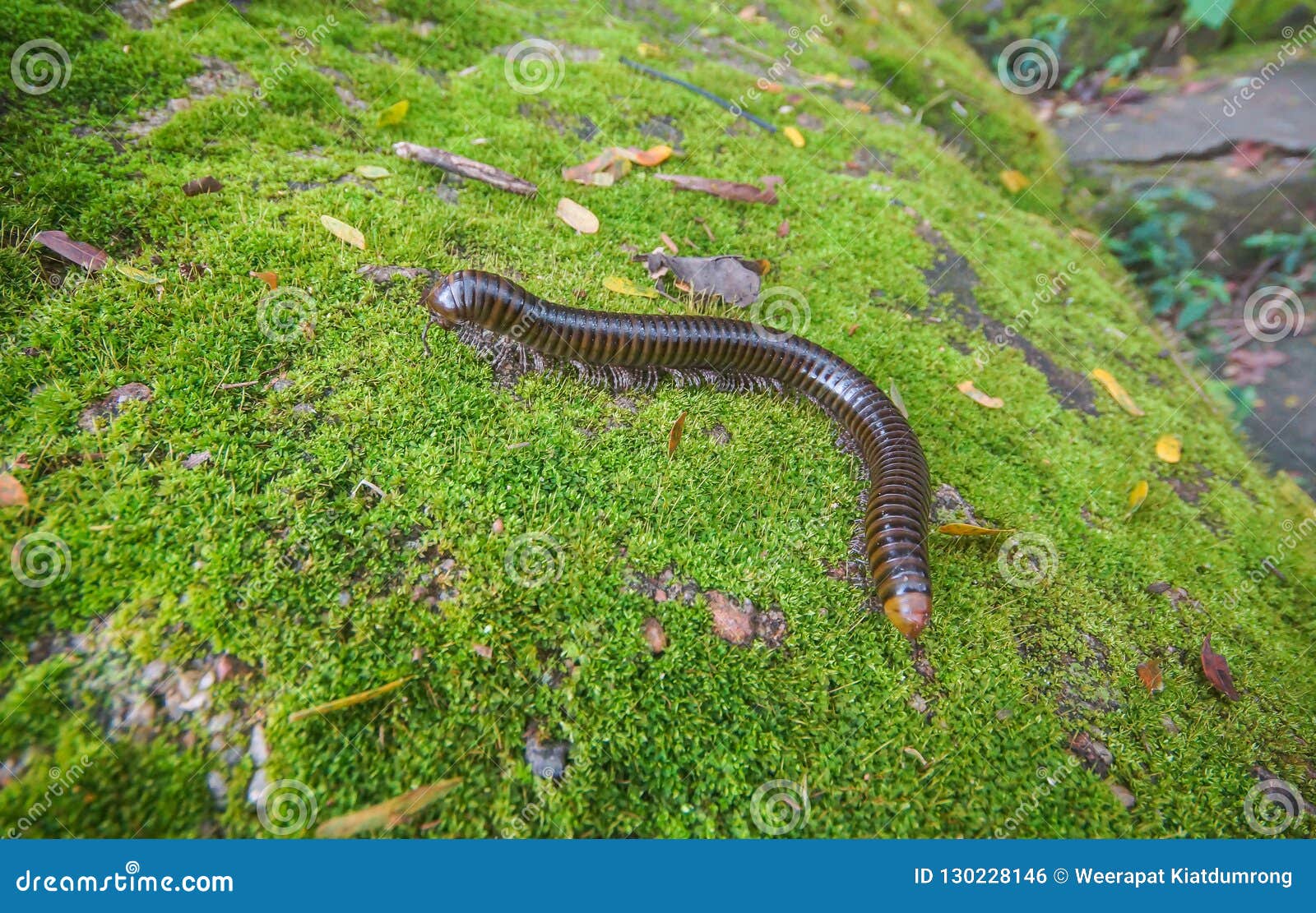 Millipede stock photo. Image of centipede, background - 130228146