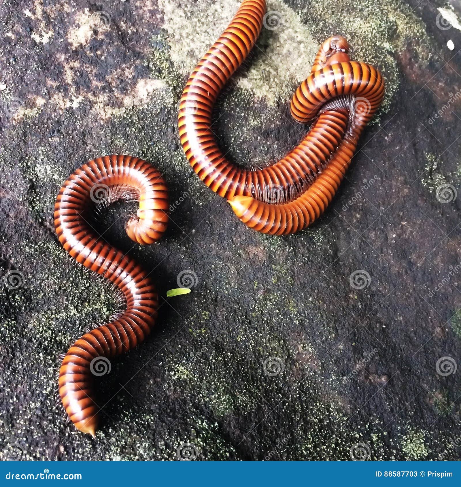 Millipede Mating in Nature. Stock Image - Image of breed, biology: 88587703