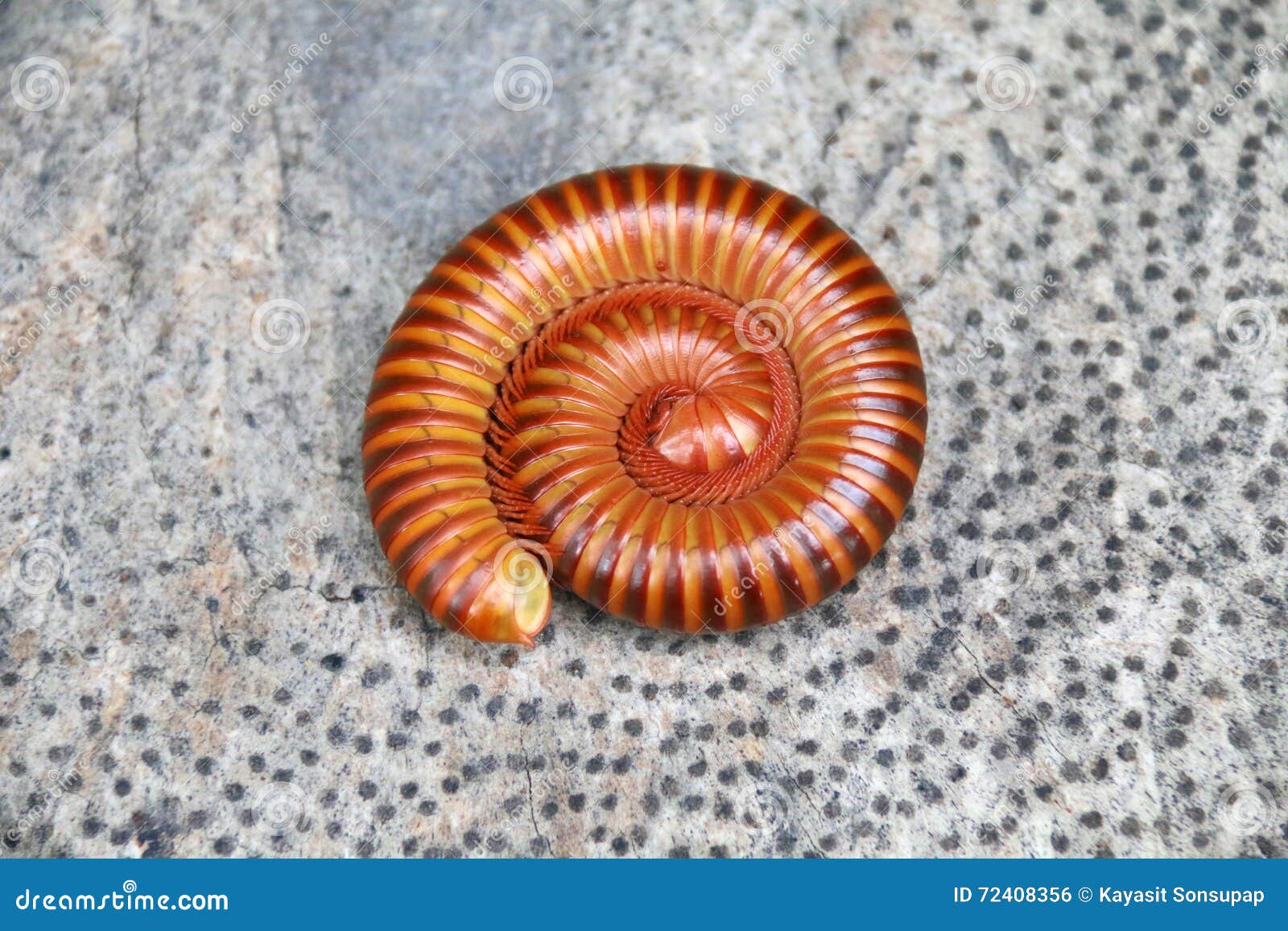 Millipede Curl On The Floor. Royalty-Free Stock Photo | CartoonDealer ...
