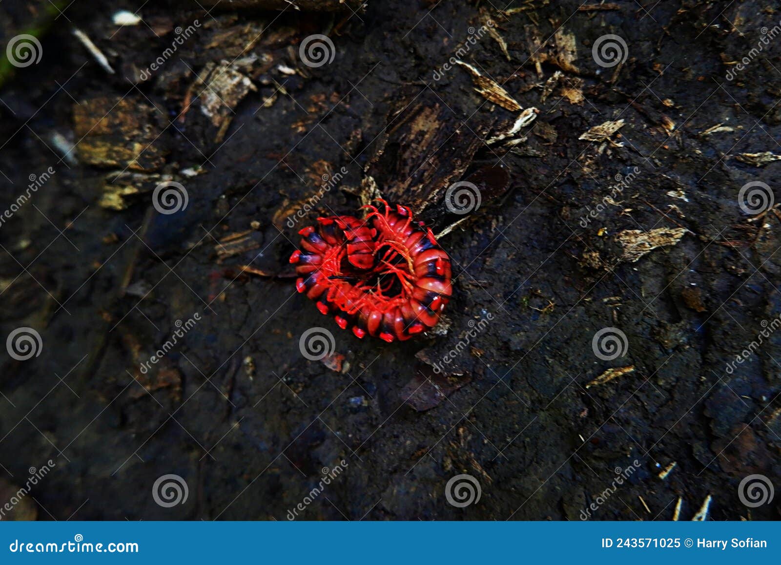 Millipede stock image. Image of brown, diplopoda, feet - 243571025