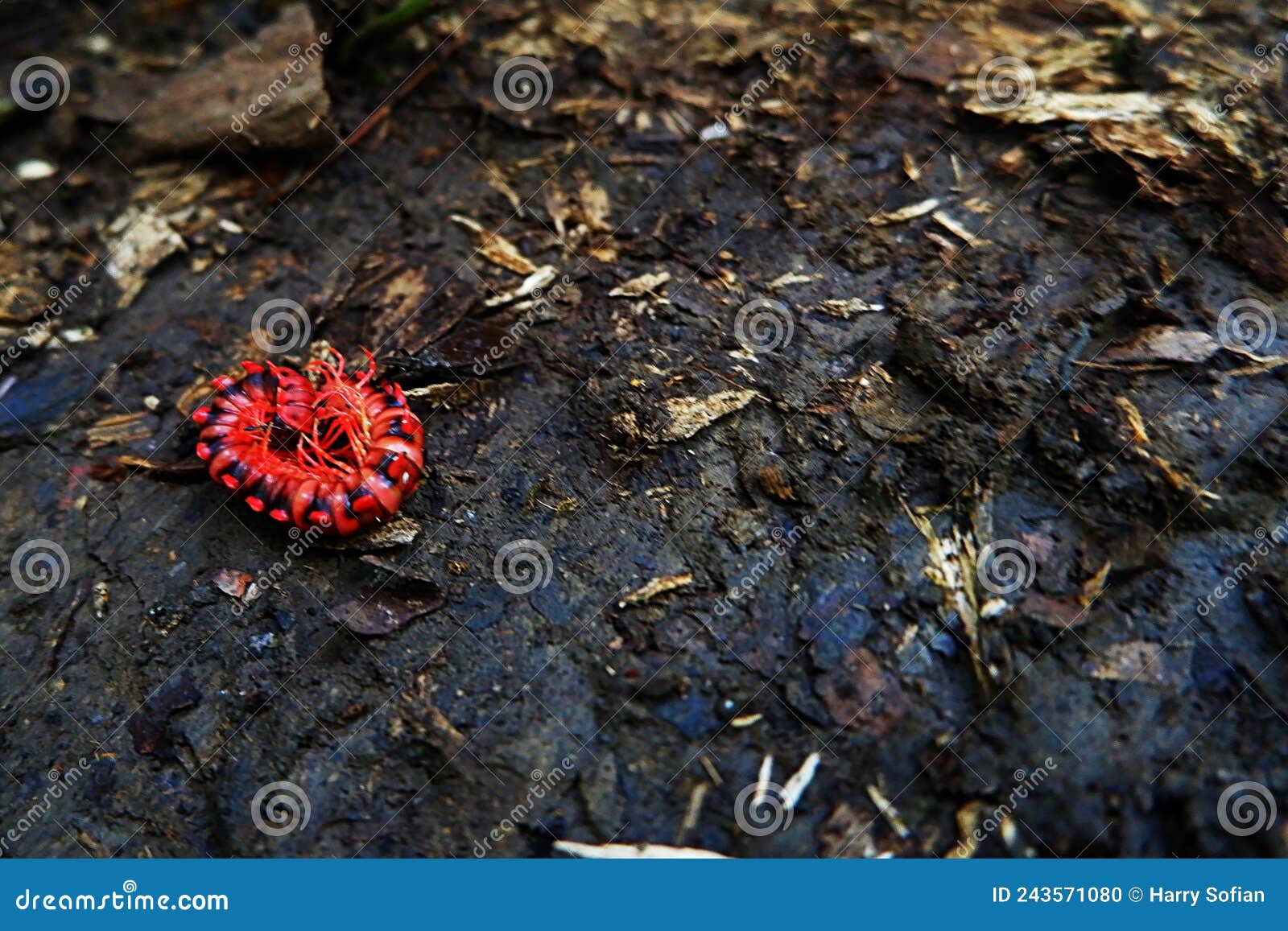 Millipede stock photo. Image of detail, feet, chilopoda - 243571080