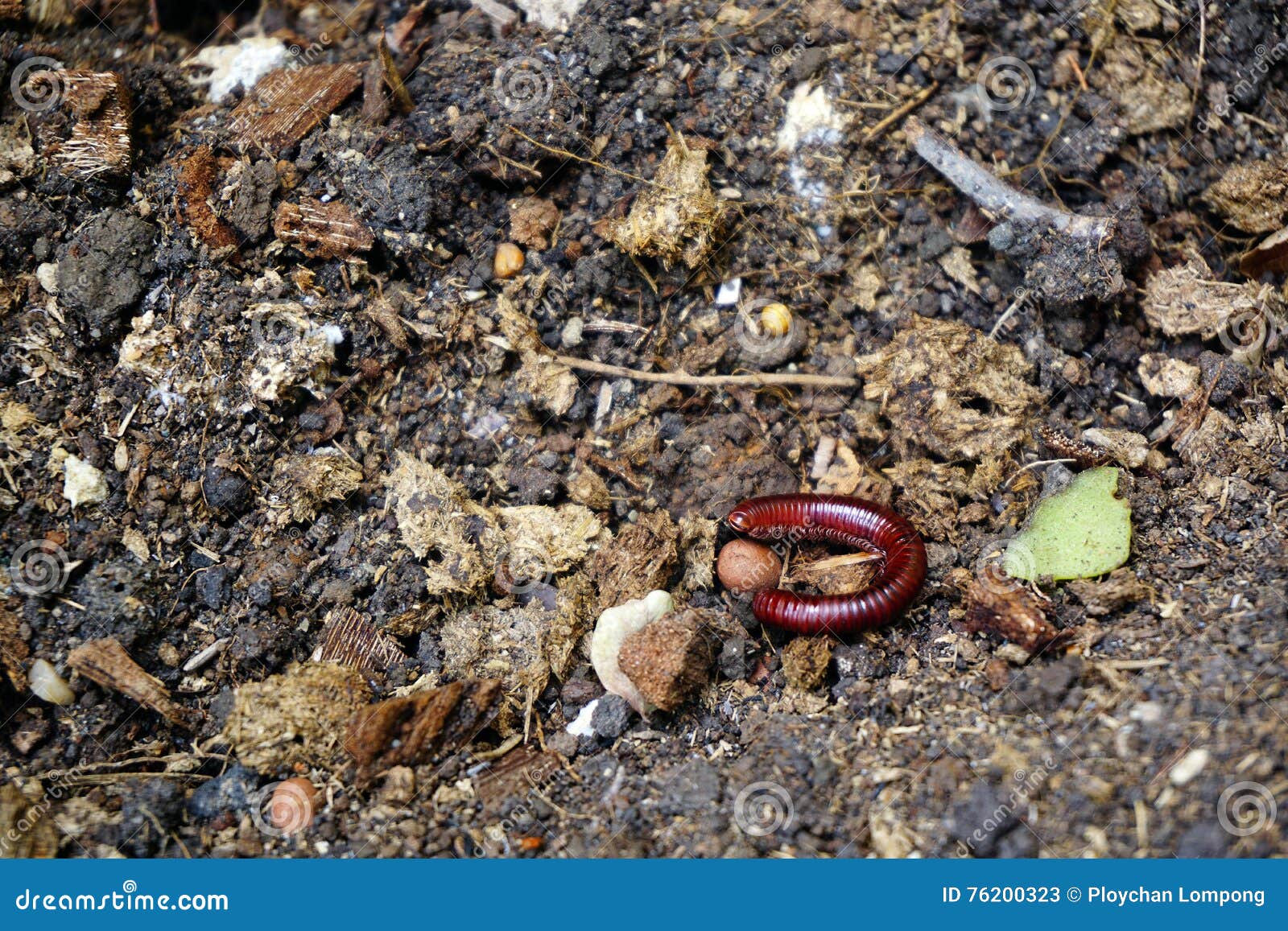 Millipede. Millipedes Coiled Stock Image - Image of leaf, background ...