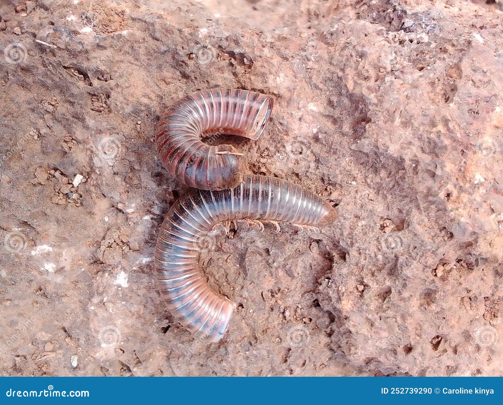 Millipede molt stock photo. Image of millipede, invertebrate - 252739290
