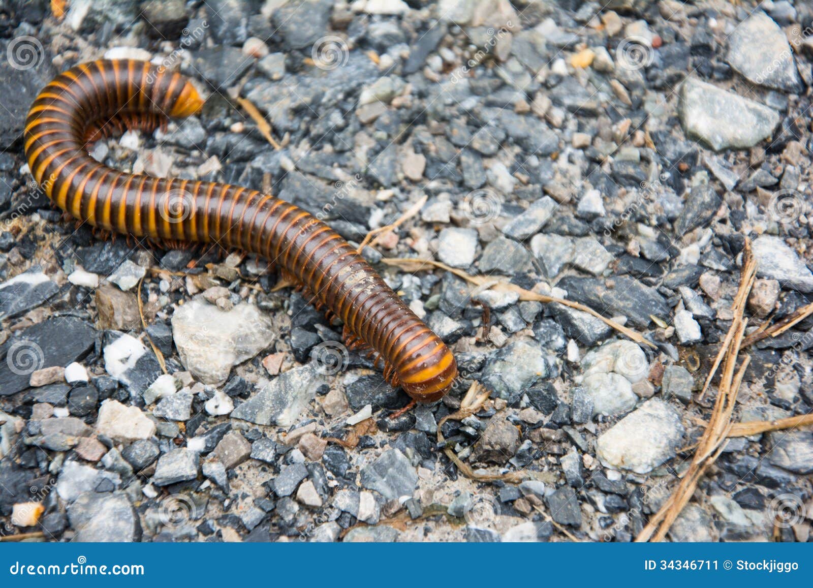 Millipede in nature stock image. Image of large, millipede - 34346711